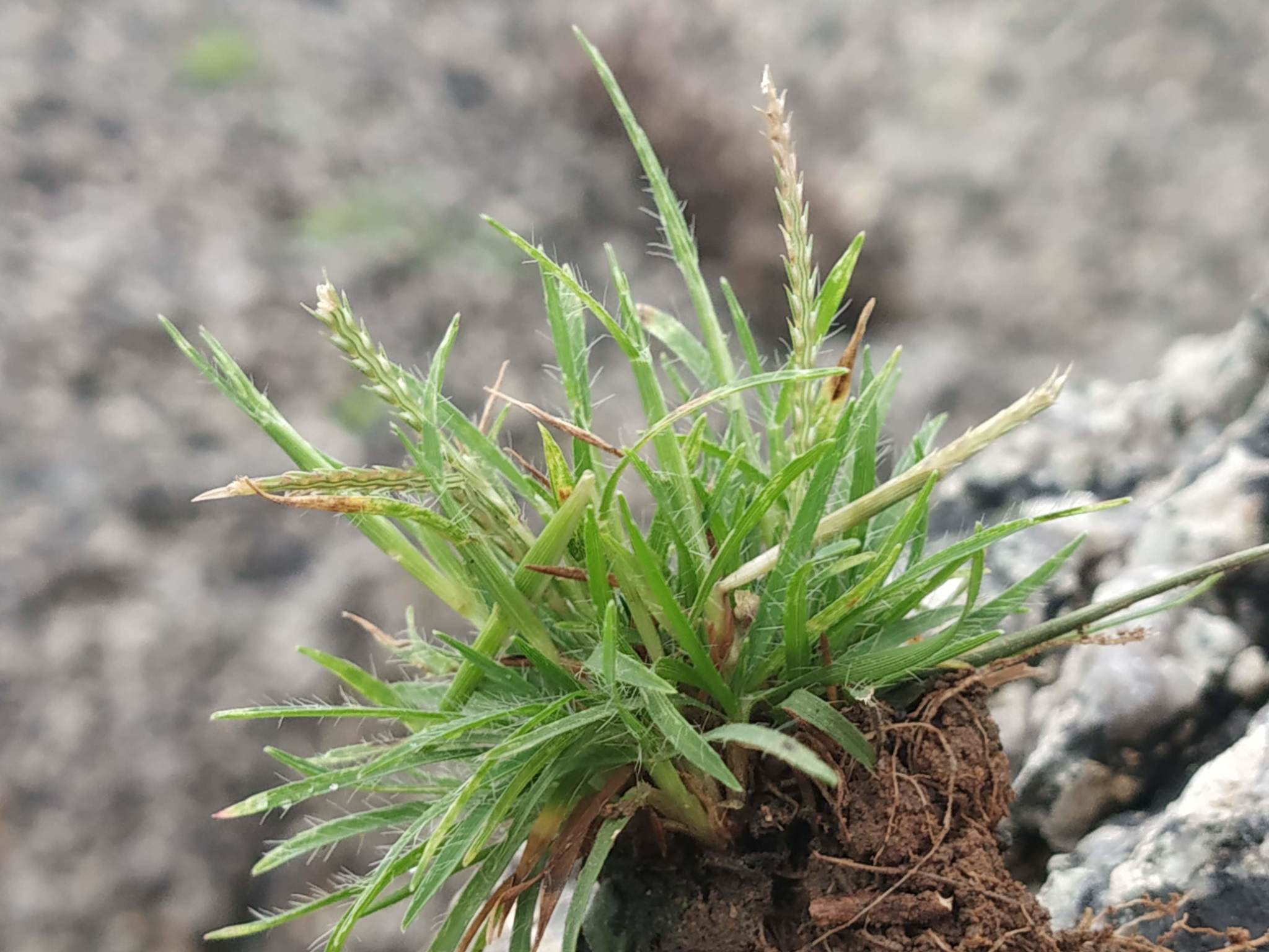 Oropetium thomaeum - KnowYourWeeds