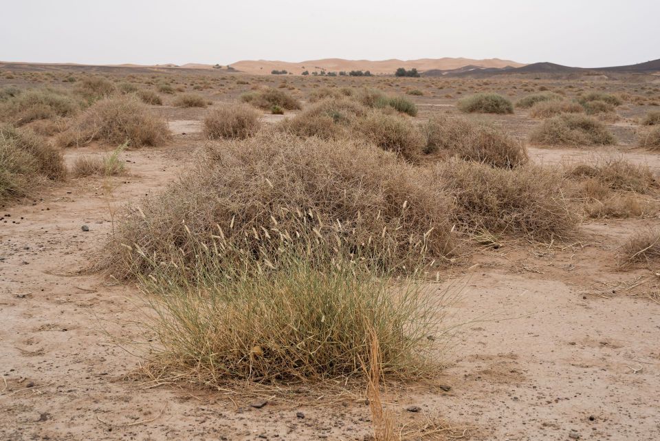 Cenchrus divisus - KnowYourWeeds