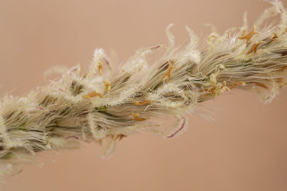 Cenchrus divisus - KnowYourWeeds