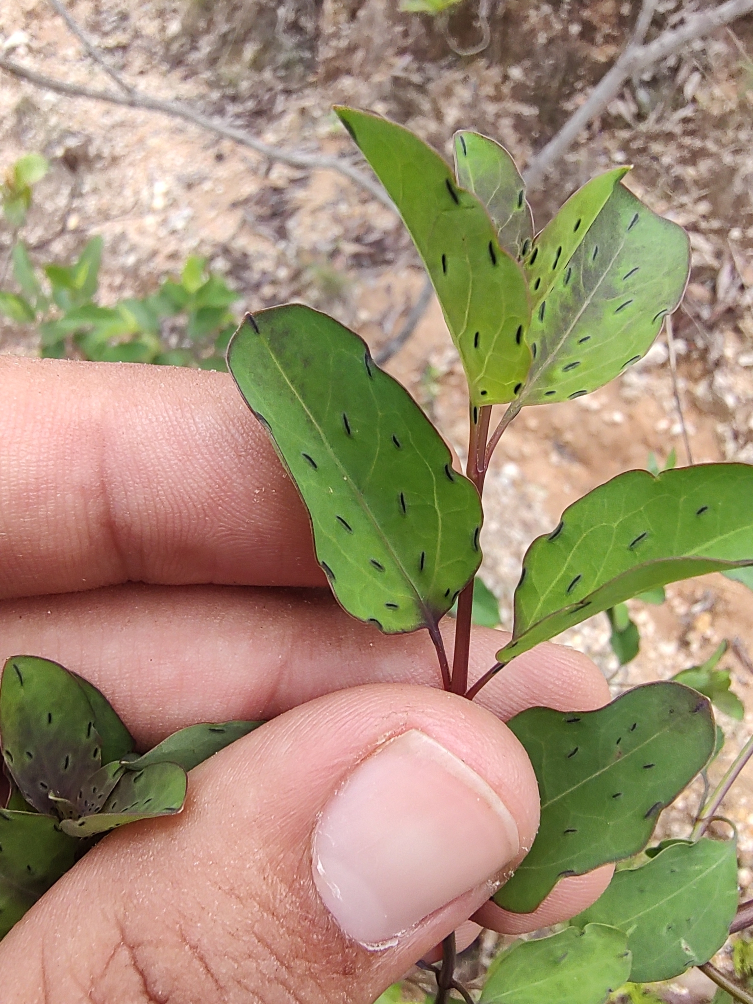 Porophyllum punctatum - KnowYourWeeds