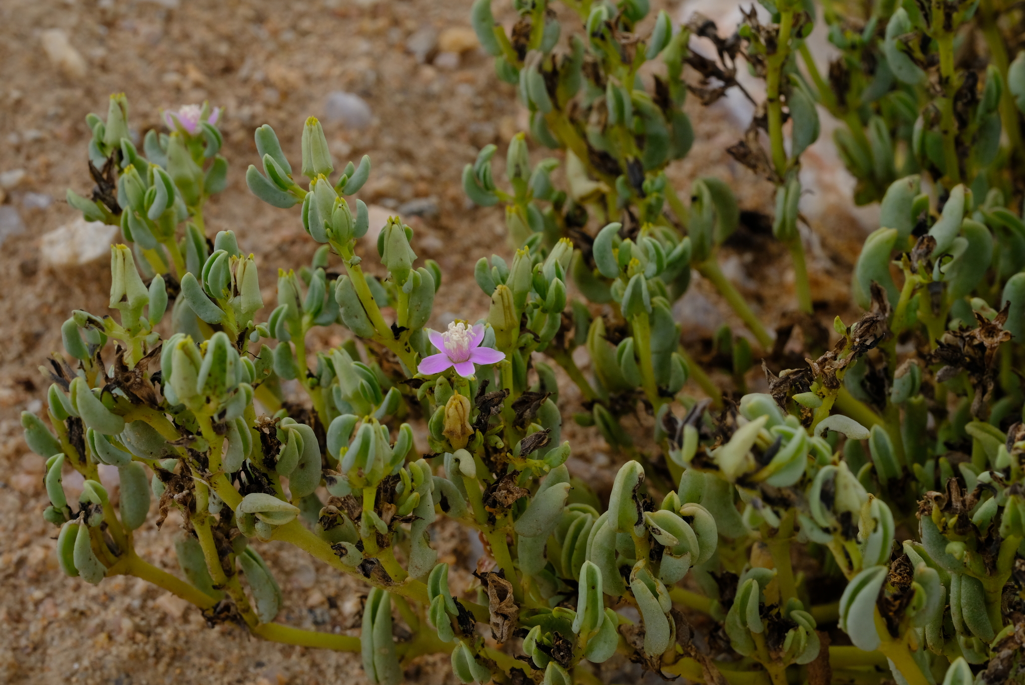 Sesuvium sesuvioides - KnowYourWeeds