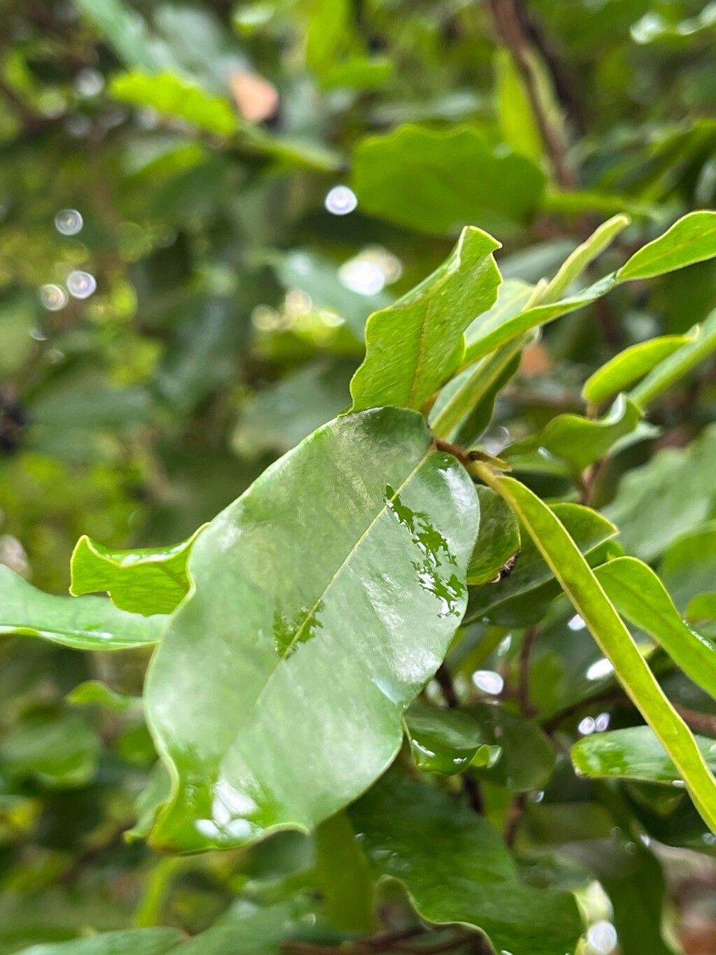 Polyalthia suberosa - KnowYourWeeds