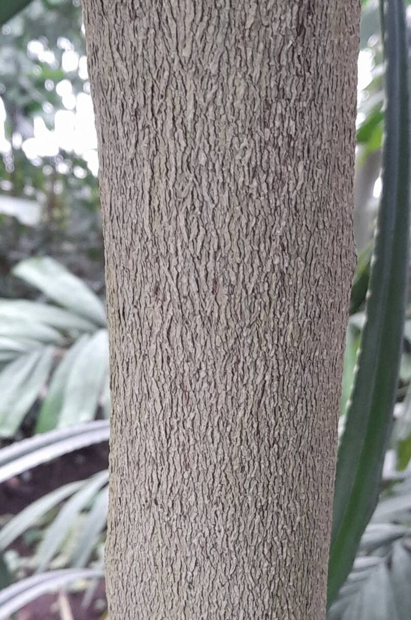 Polyalthia suberosa - KnowYourWeeds