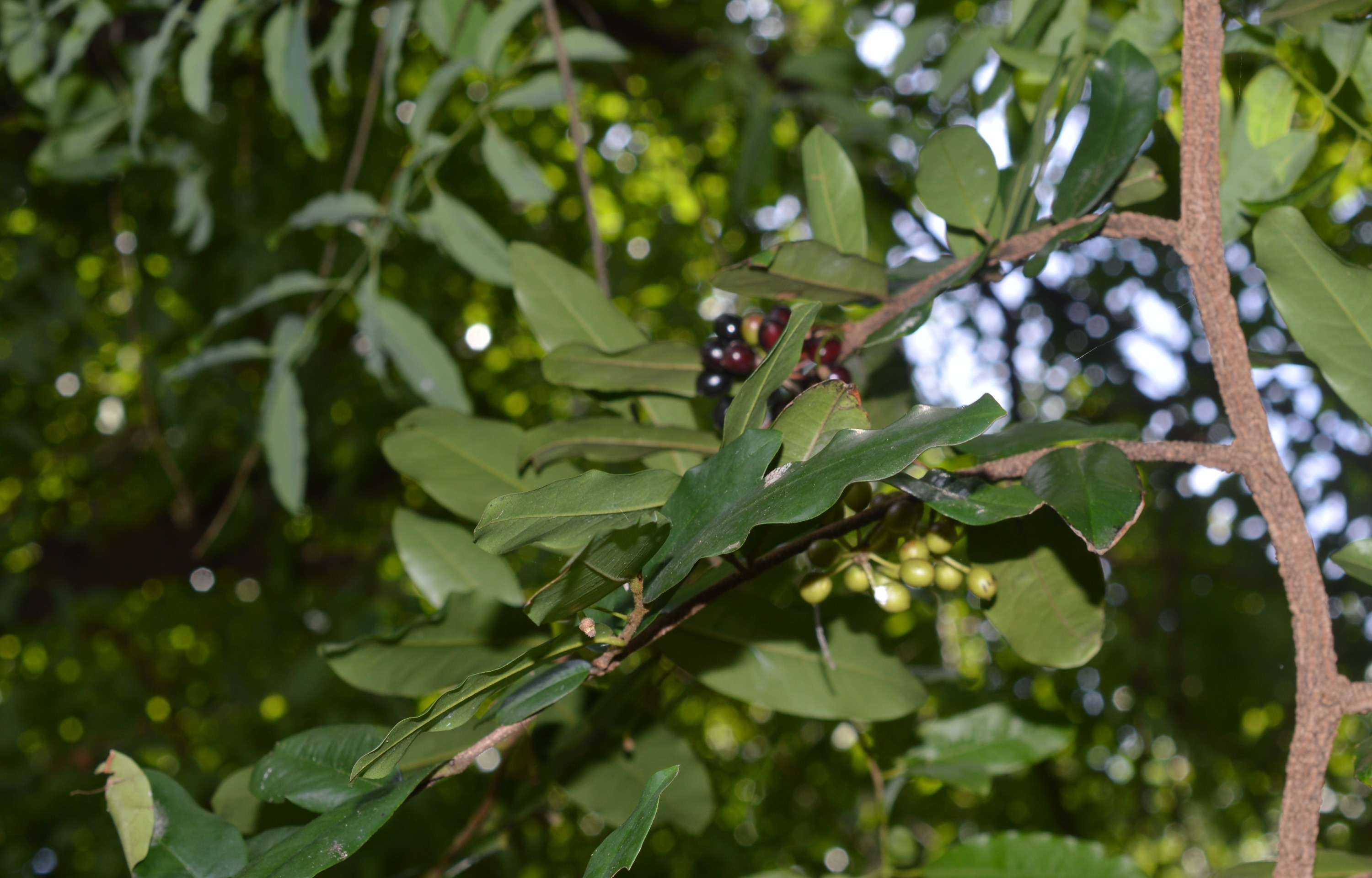 Polyalthia suberosa - KnowYourWeeds