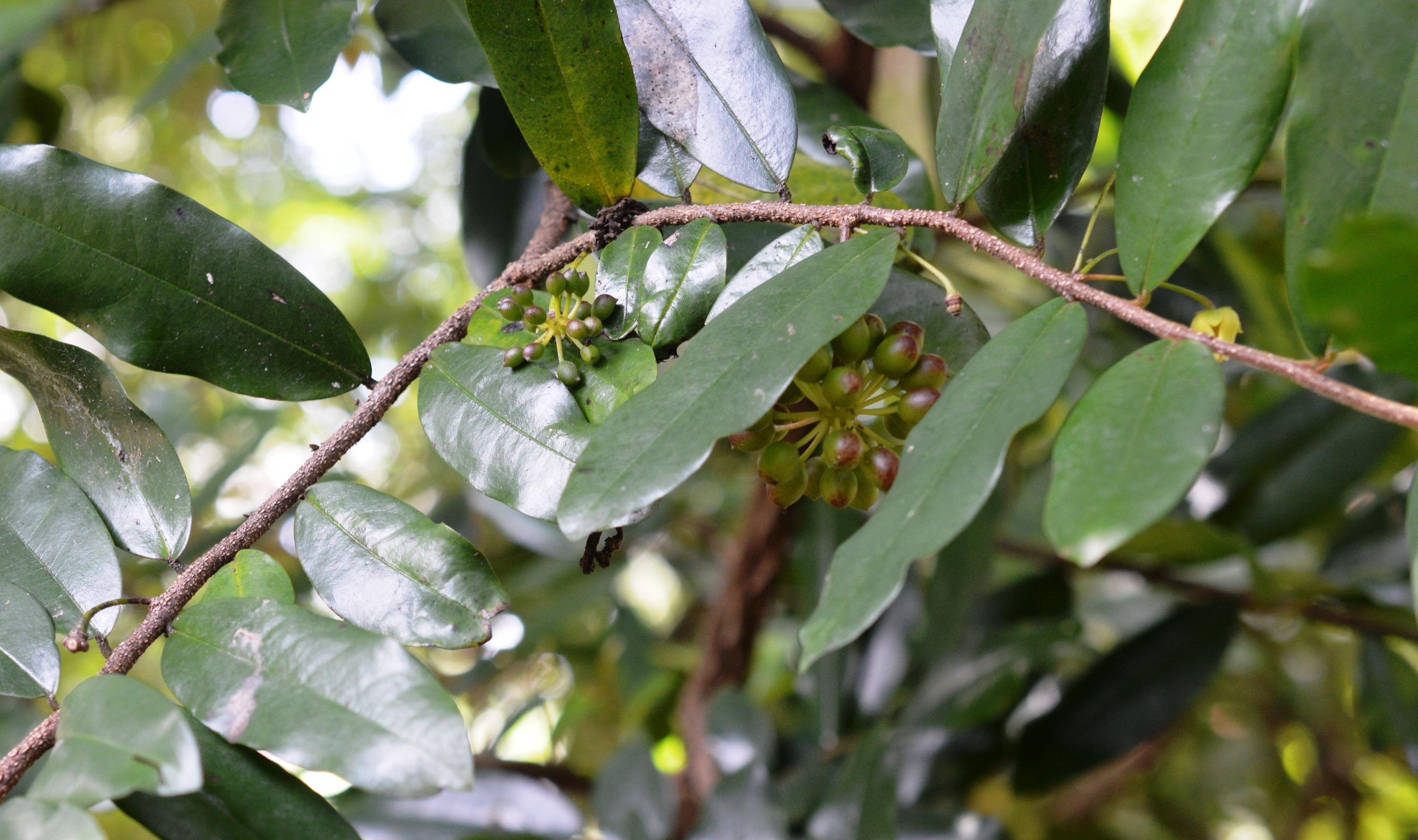 Polyalthia suberosa - KnowYourWeeds