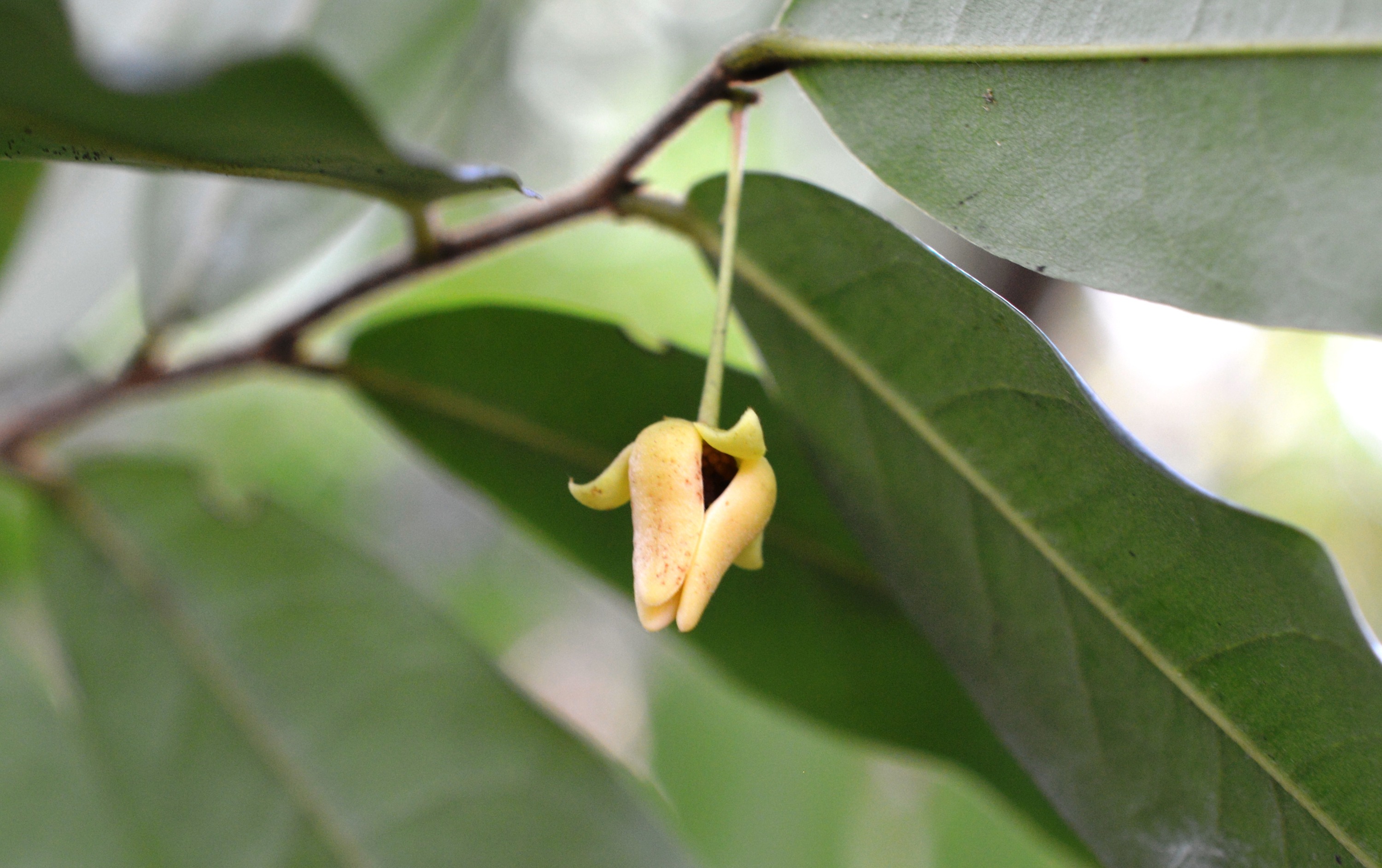 Polyalthia suberosa - KnowYourWeeds