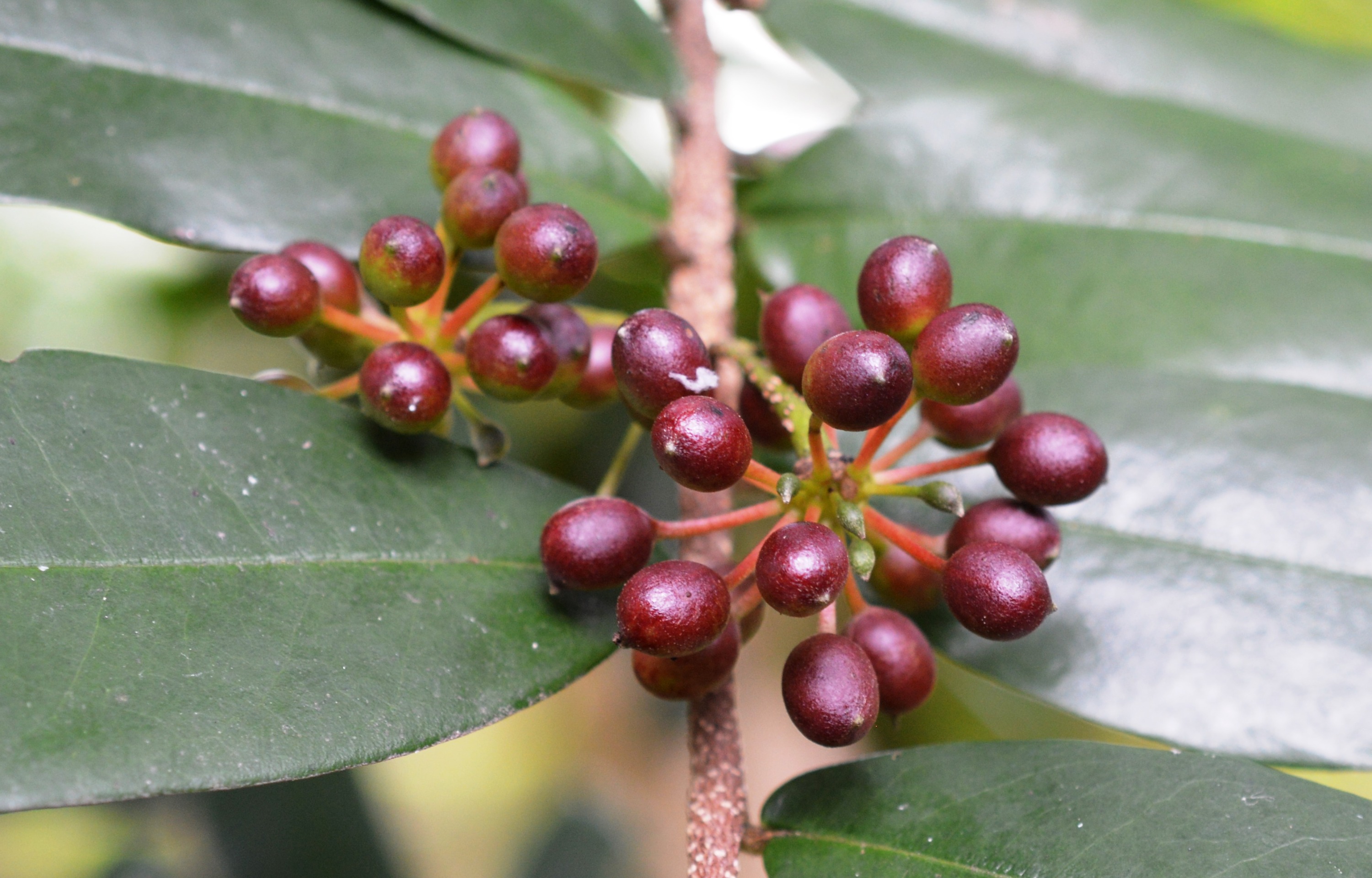 Polyalthia suberosa - KnowYourWeeds