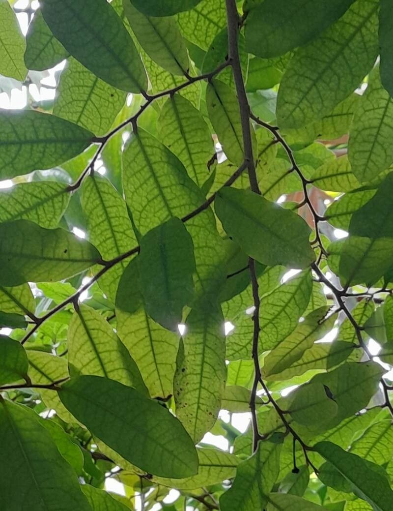 Polyalthia suberosa - KnowYourWeeds