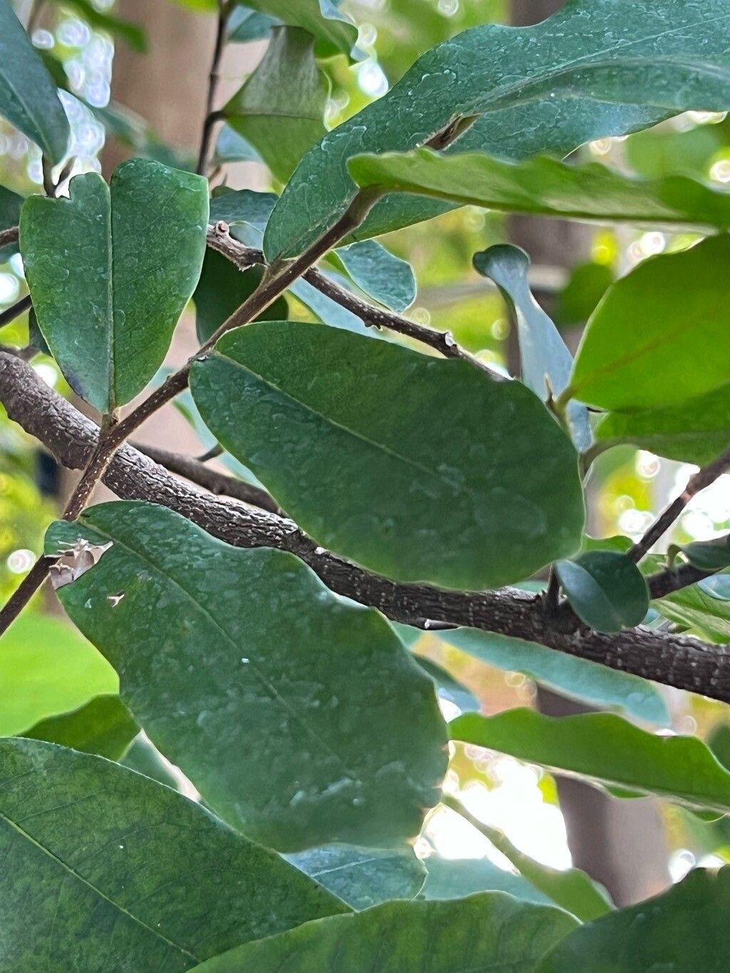 Polyalthia suberosa - KnowYourWeeds