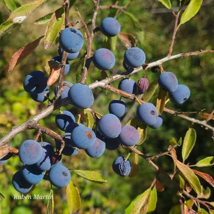 Prunus × fruticans - KnowYourWeeds