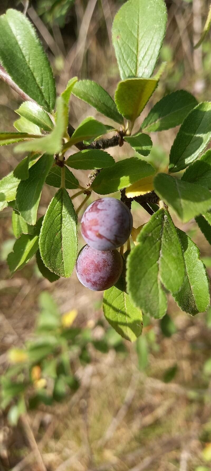 Prunus × fruticans - KnowYourWeeds