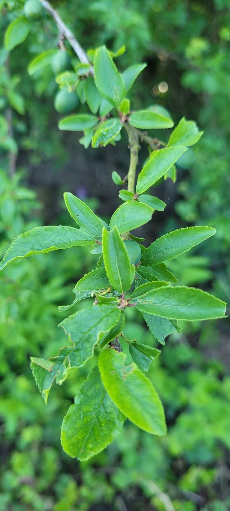 Prunus × fruticans - KnowYourWeeds