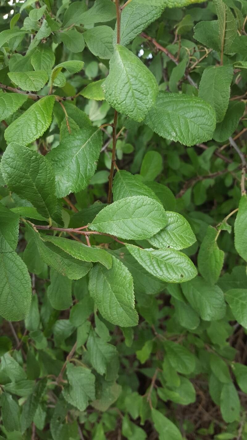 Prunus × fruticans - KnowYourWeeds