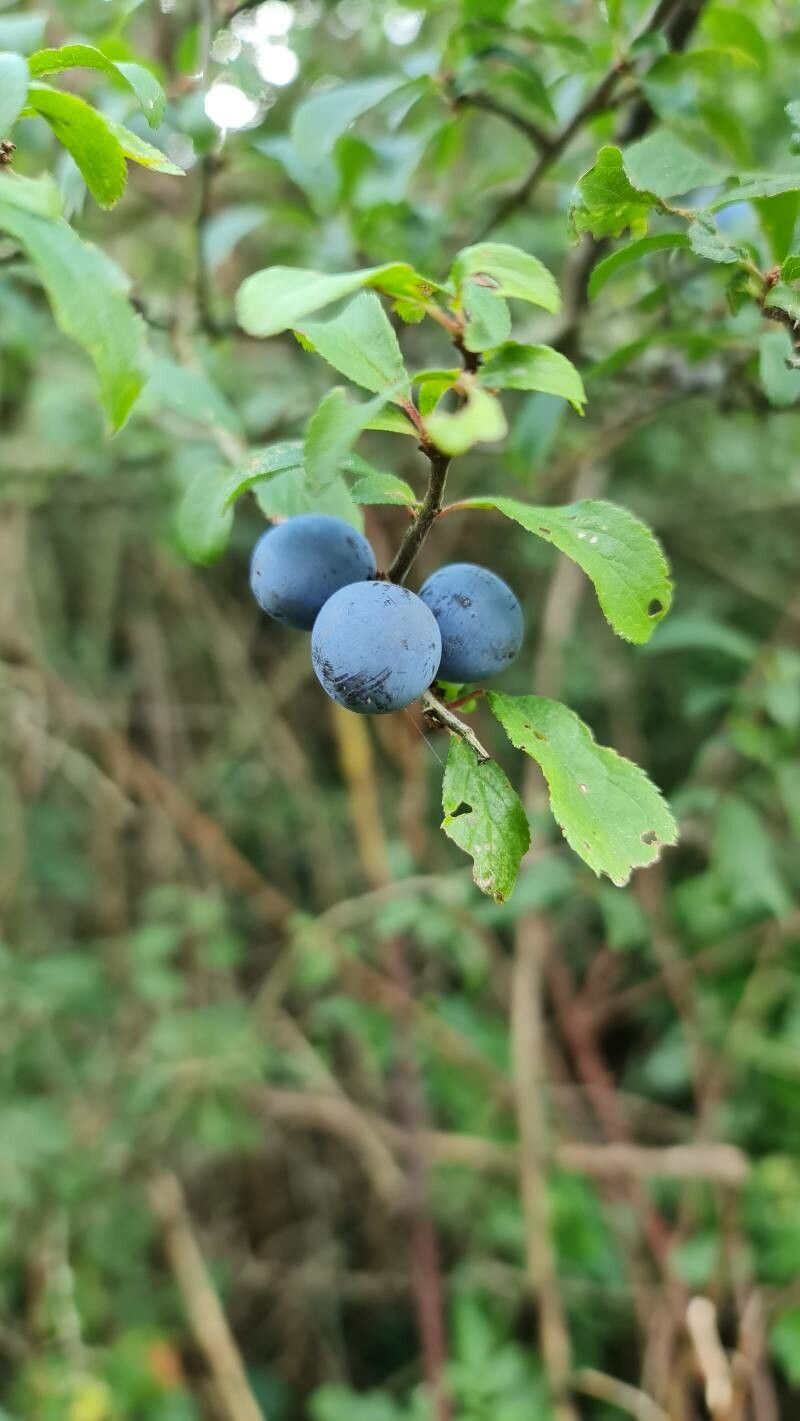 Prunus × fruticans - KnowYourWeeds