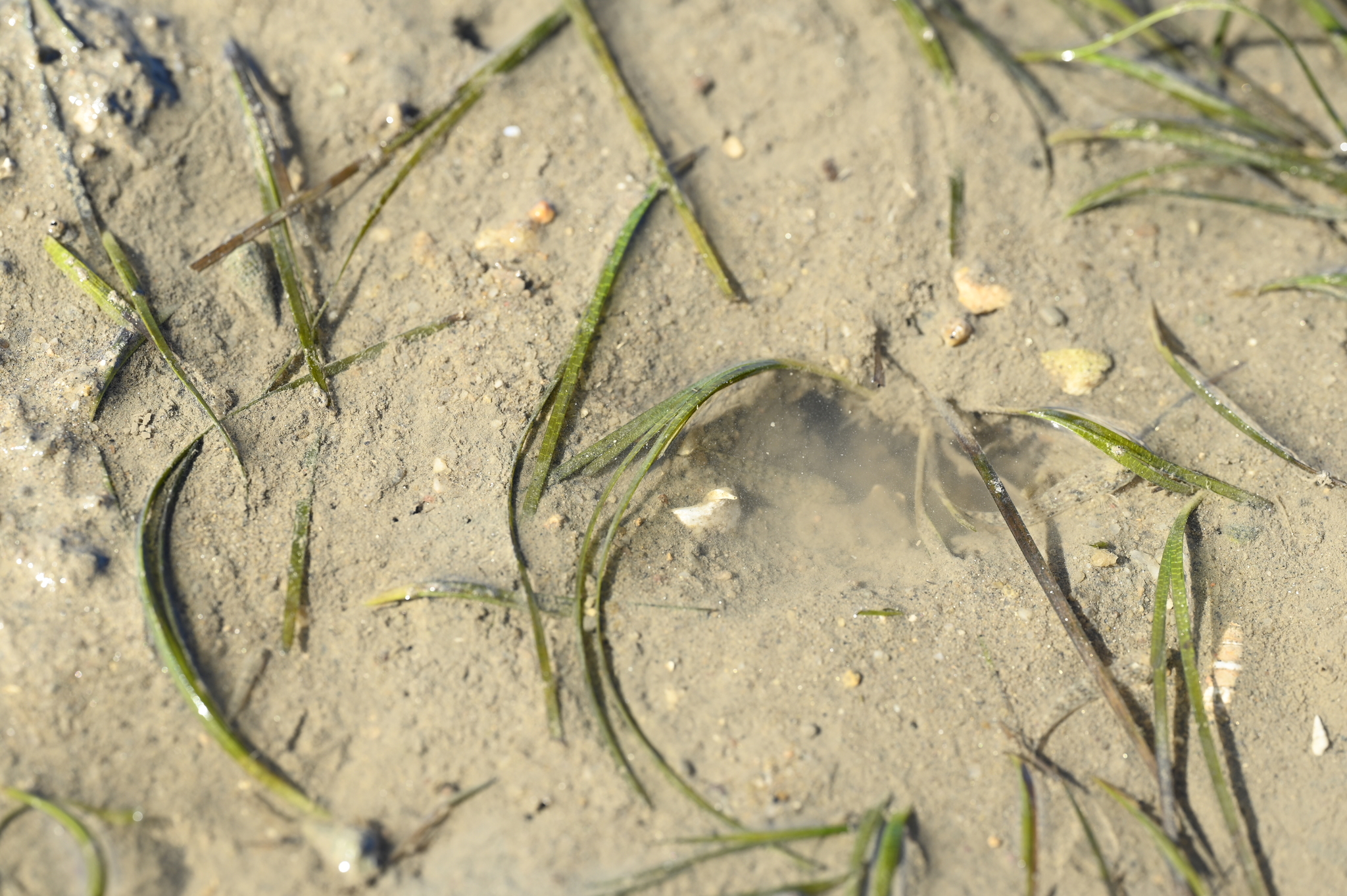 Zostera japonica - KnowYourWeeds