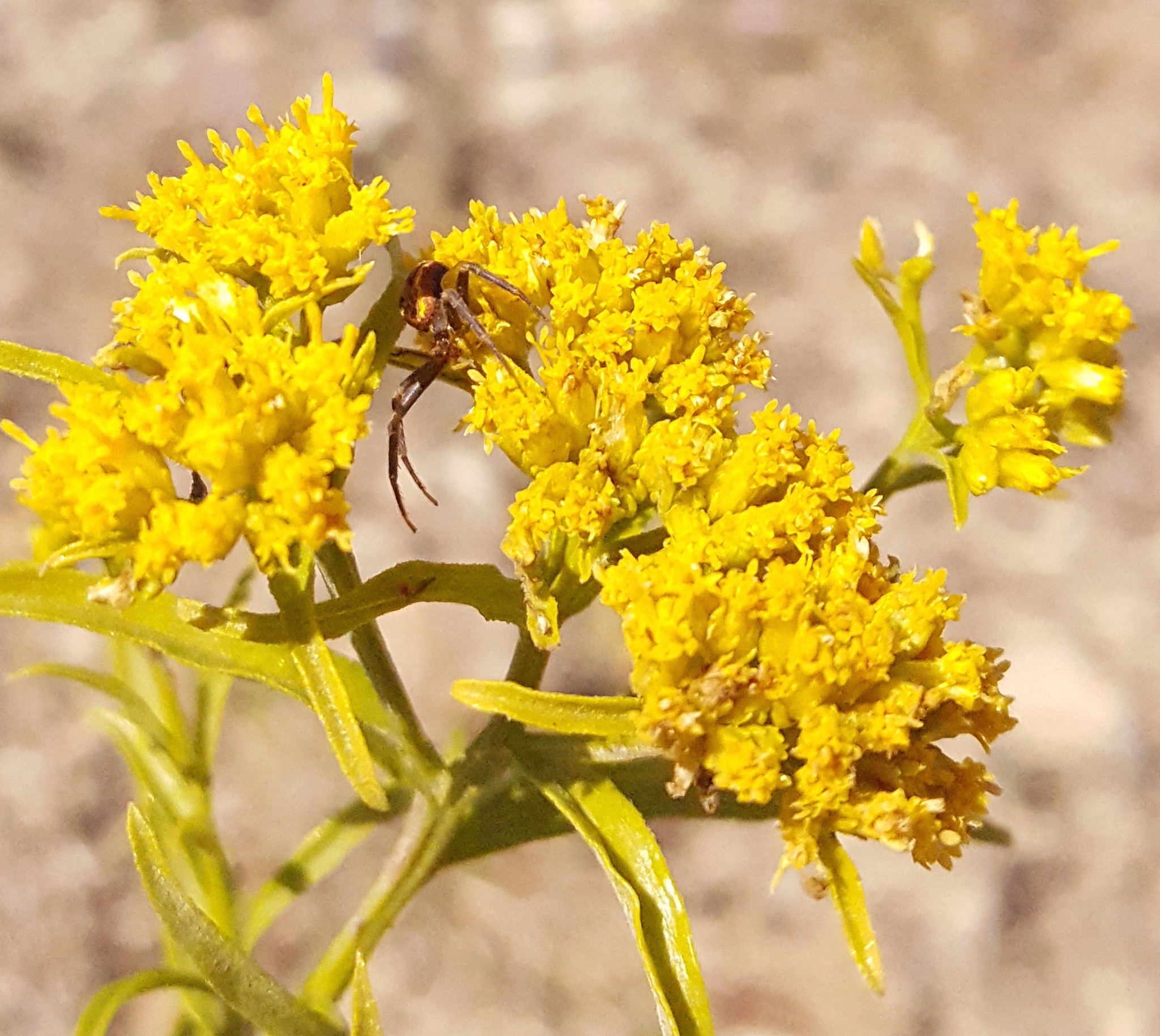 Gymnosperma glutinosum - KnowYourWeeds