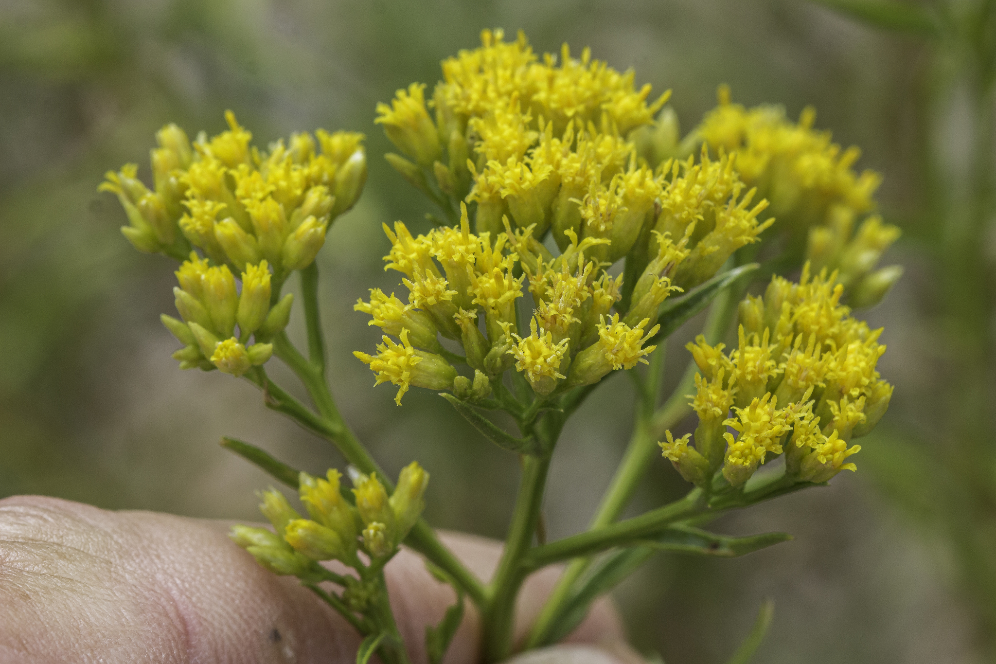 Gymnosperma glutinosum - KnowYourWeeds