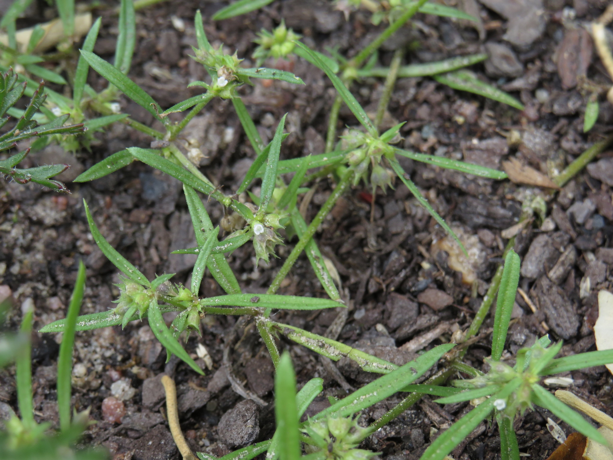 Oldenlandia capensis - KnowYourWeeds
