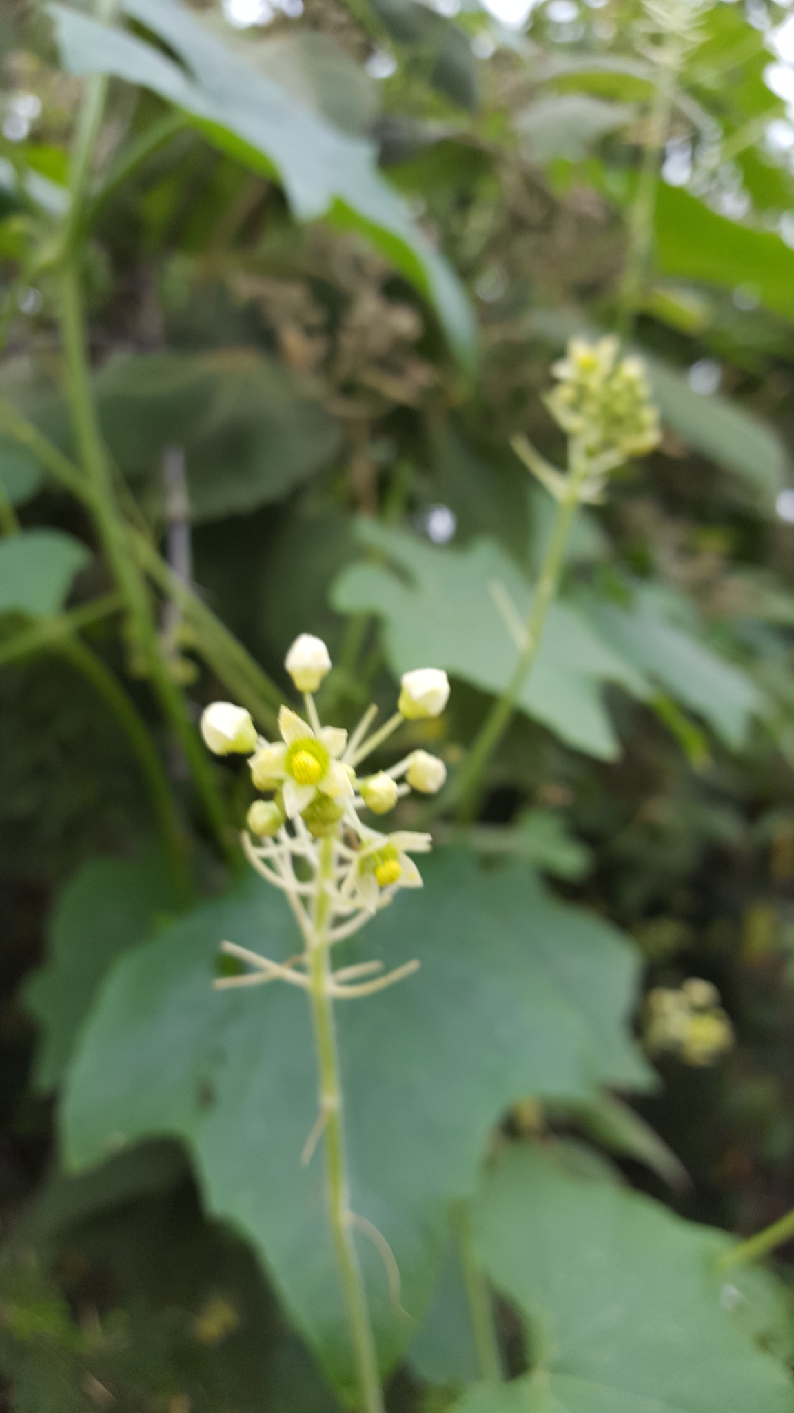 Sicyos microphyllus - KnowYourWeeds