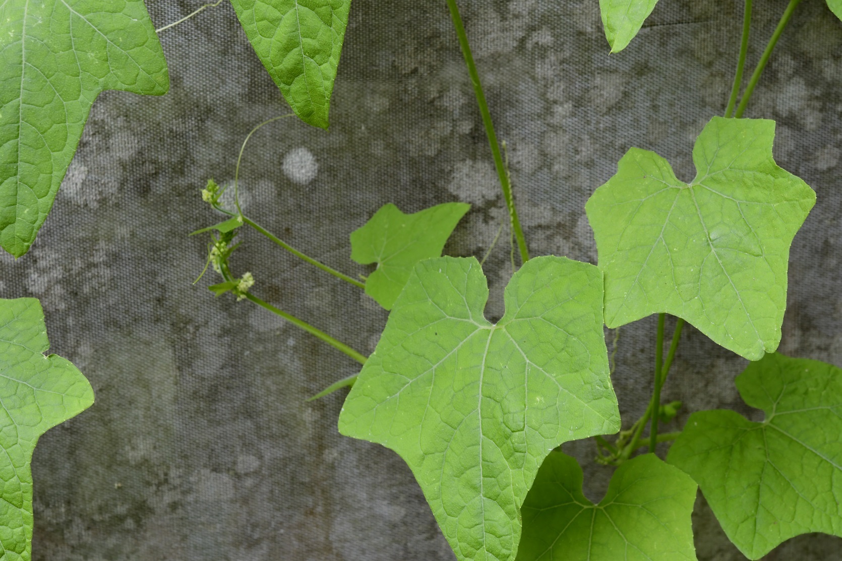 Sicyos microphyllus - KnowYourWeeds