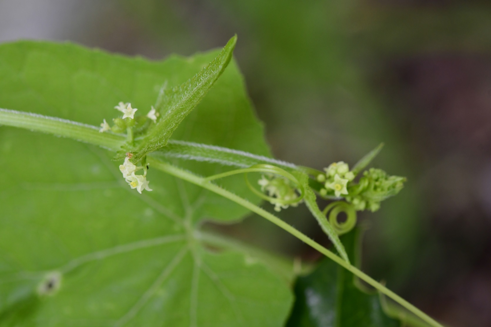 Sicyos microphyllus - KnowYourWeeds