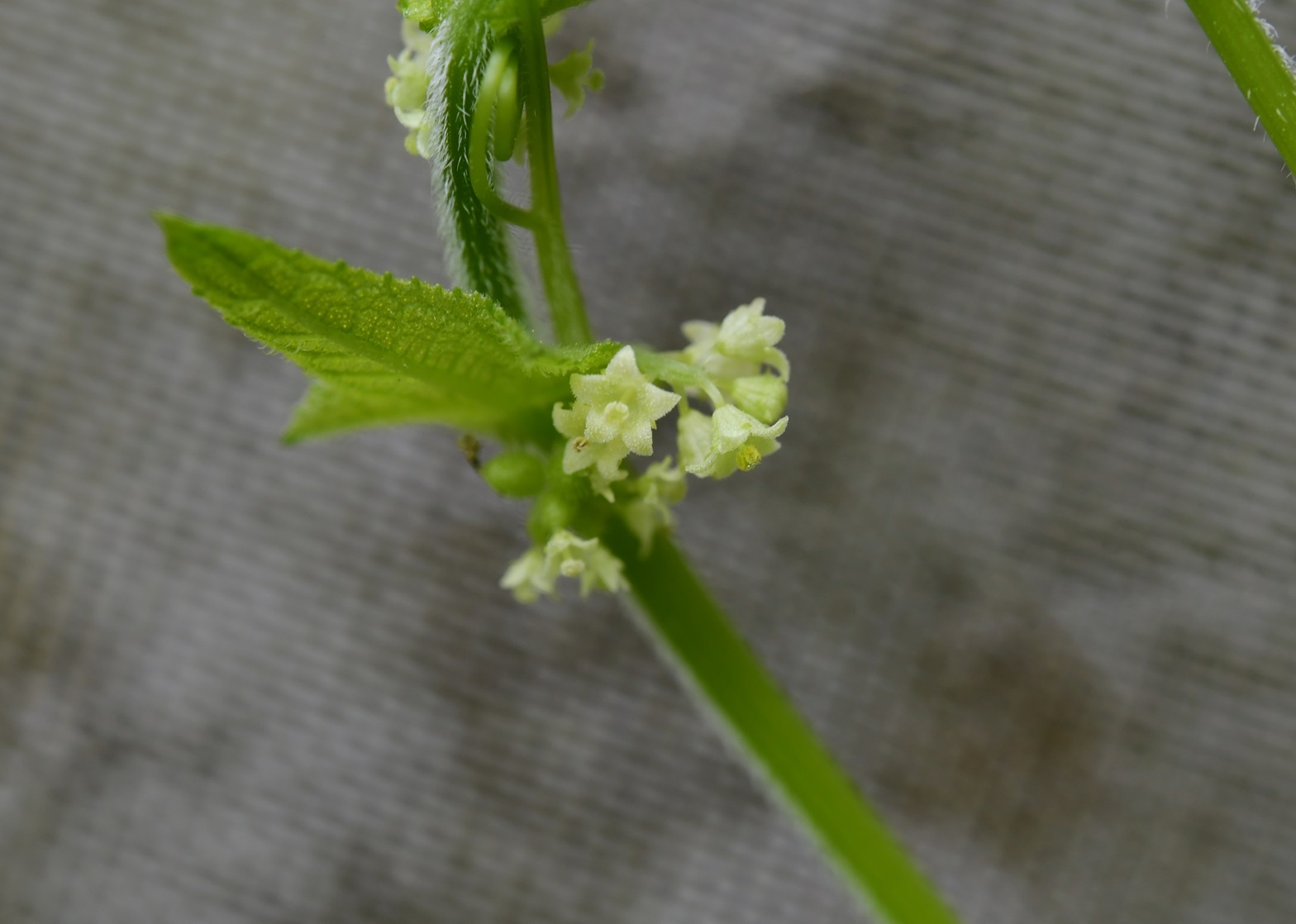 Sicyos microphyllus - KnowYourWeeds