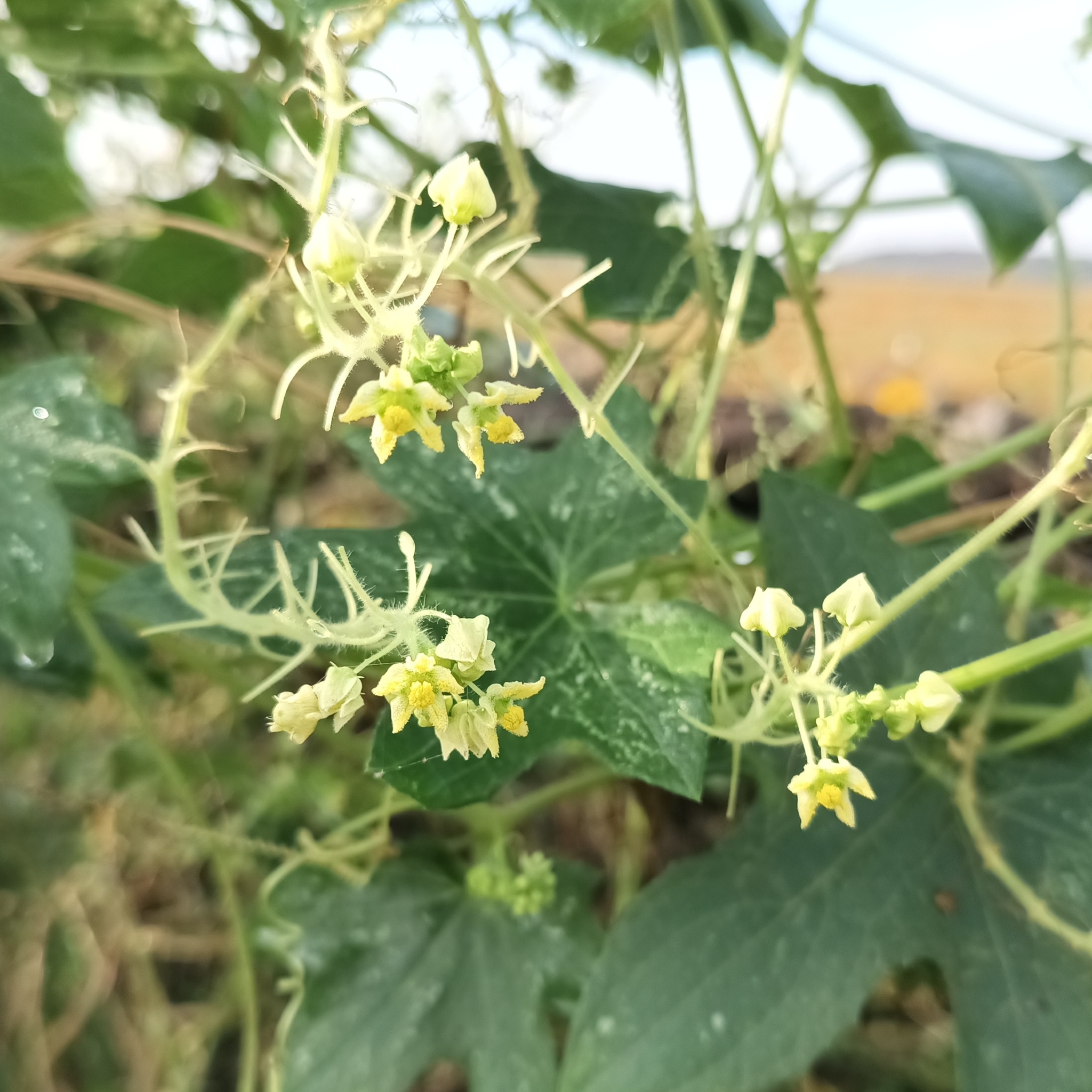 Sicyos microphyllus - KnowYourWeeds