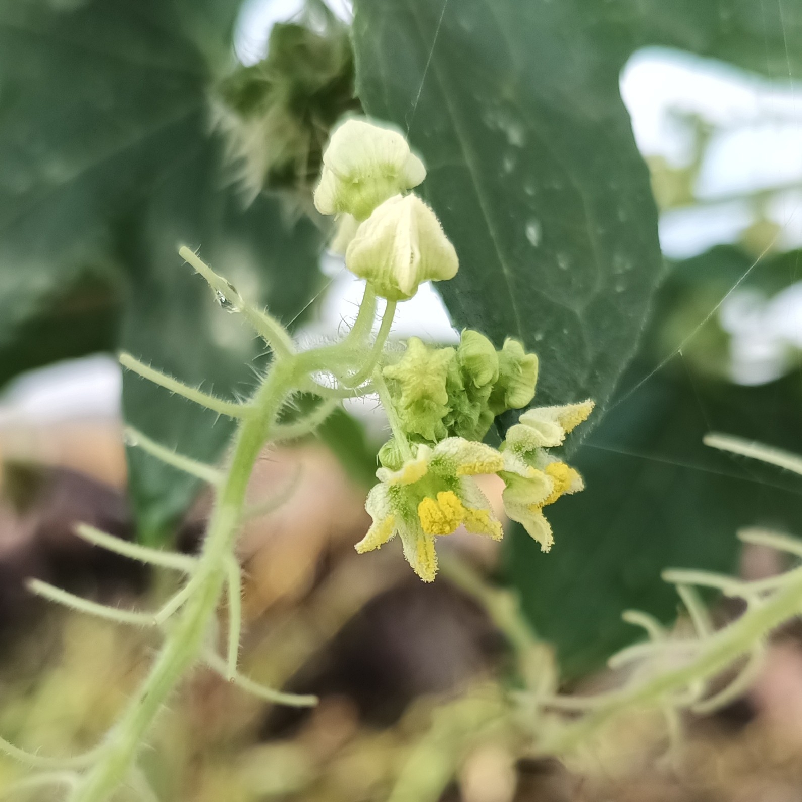 Sicyos microphyllus - KnowYourWeeds
