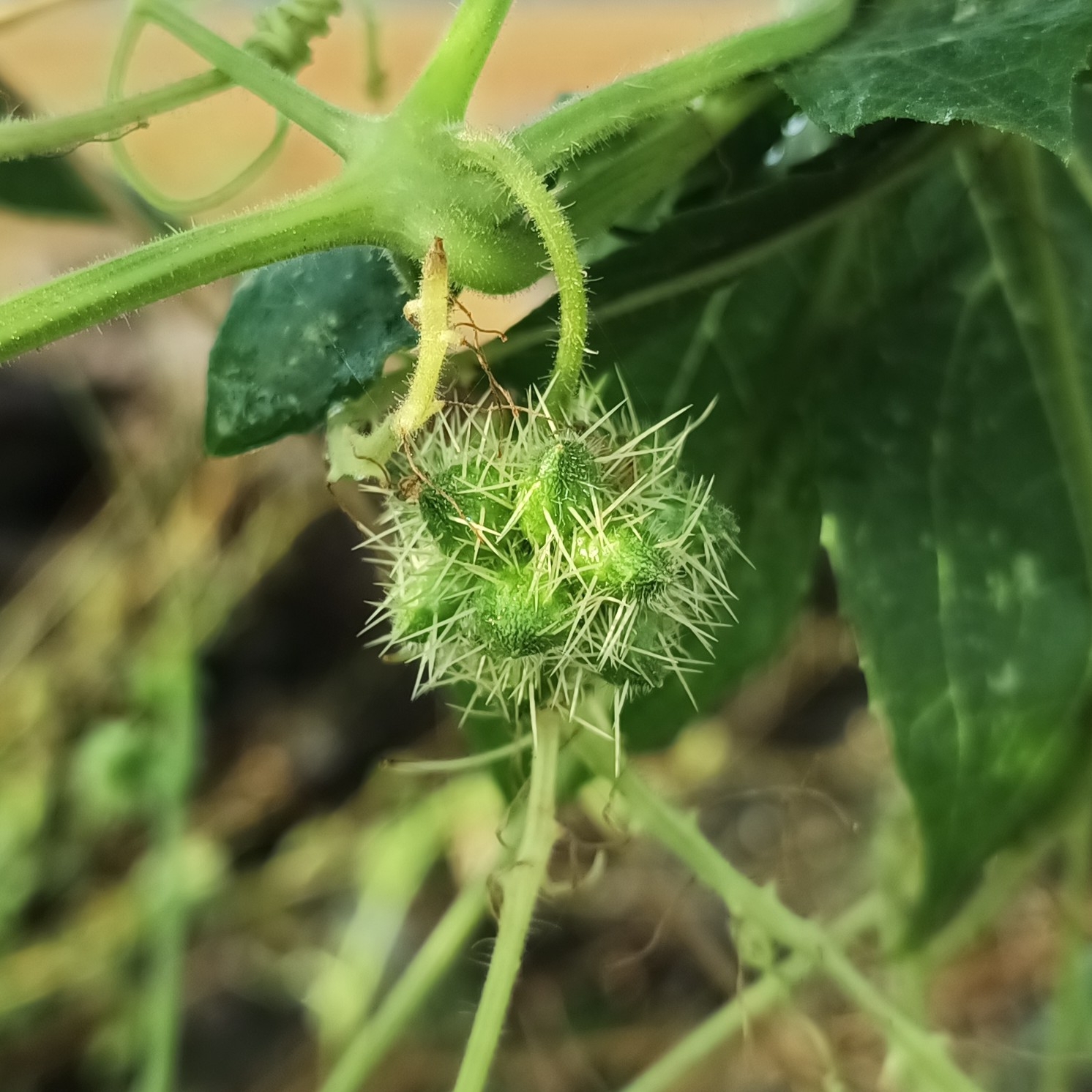 Sicyos microphyllus - KnowYourWeeds