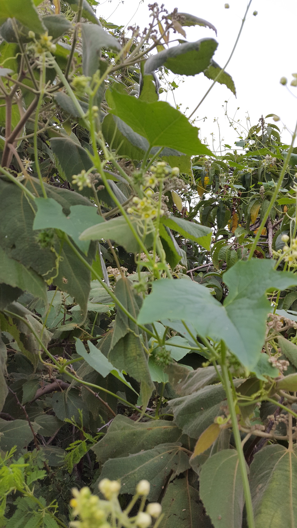 Sicyos microphyllus - KnowYourWeeds