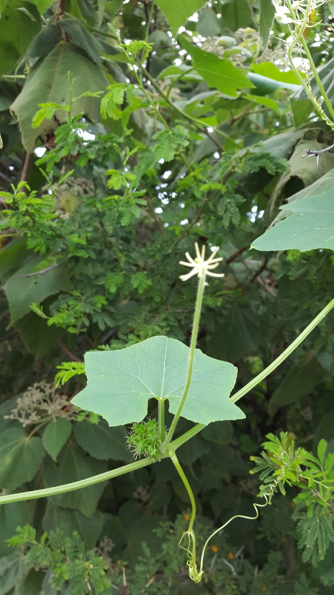 Sicyos microphyllus - KnowYourWeeds