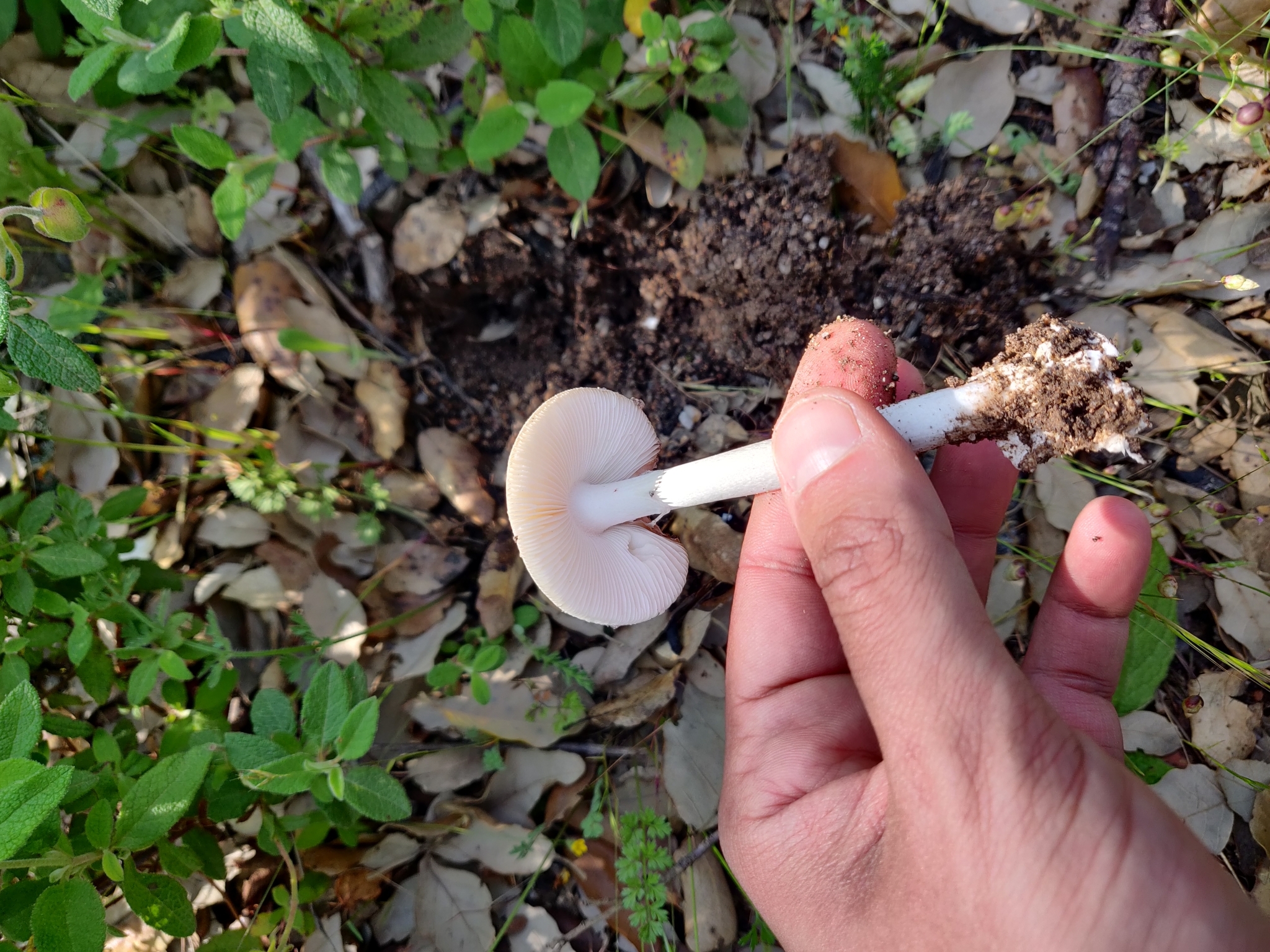 Amanita verna - KnowYourWeeds