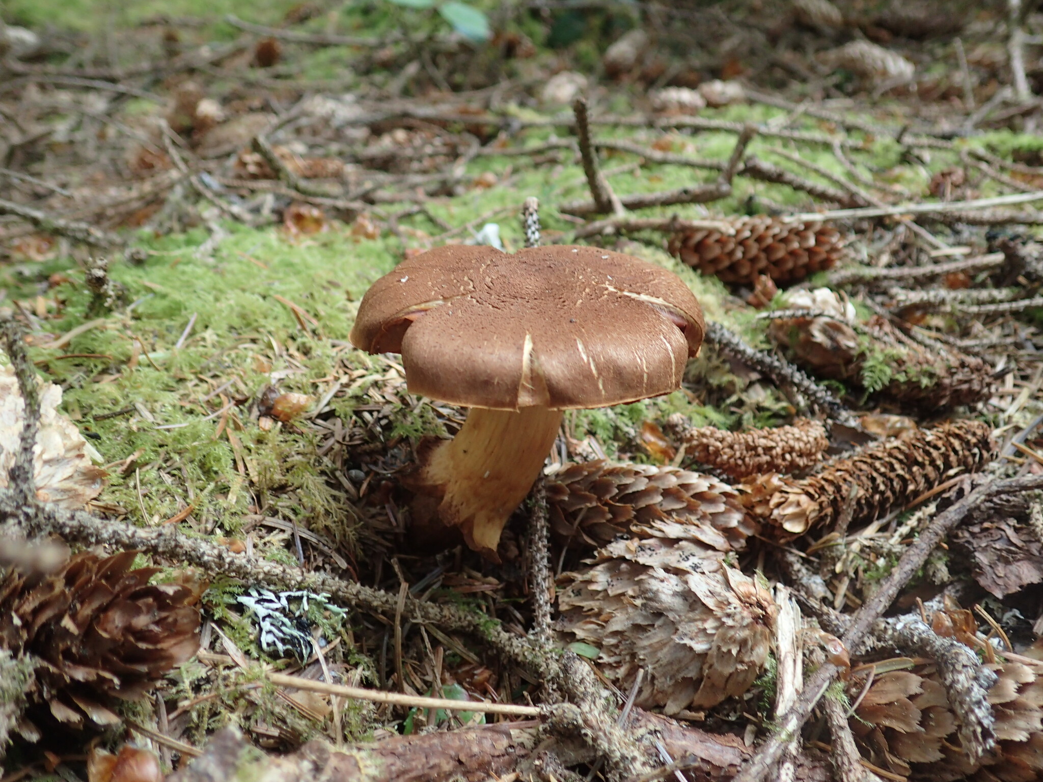 Cortinarius rubellus - KnowYourWeeds