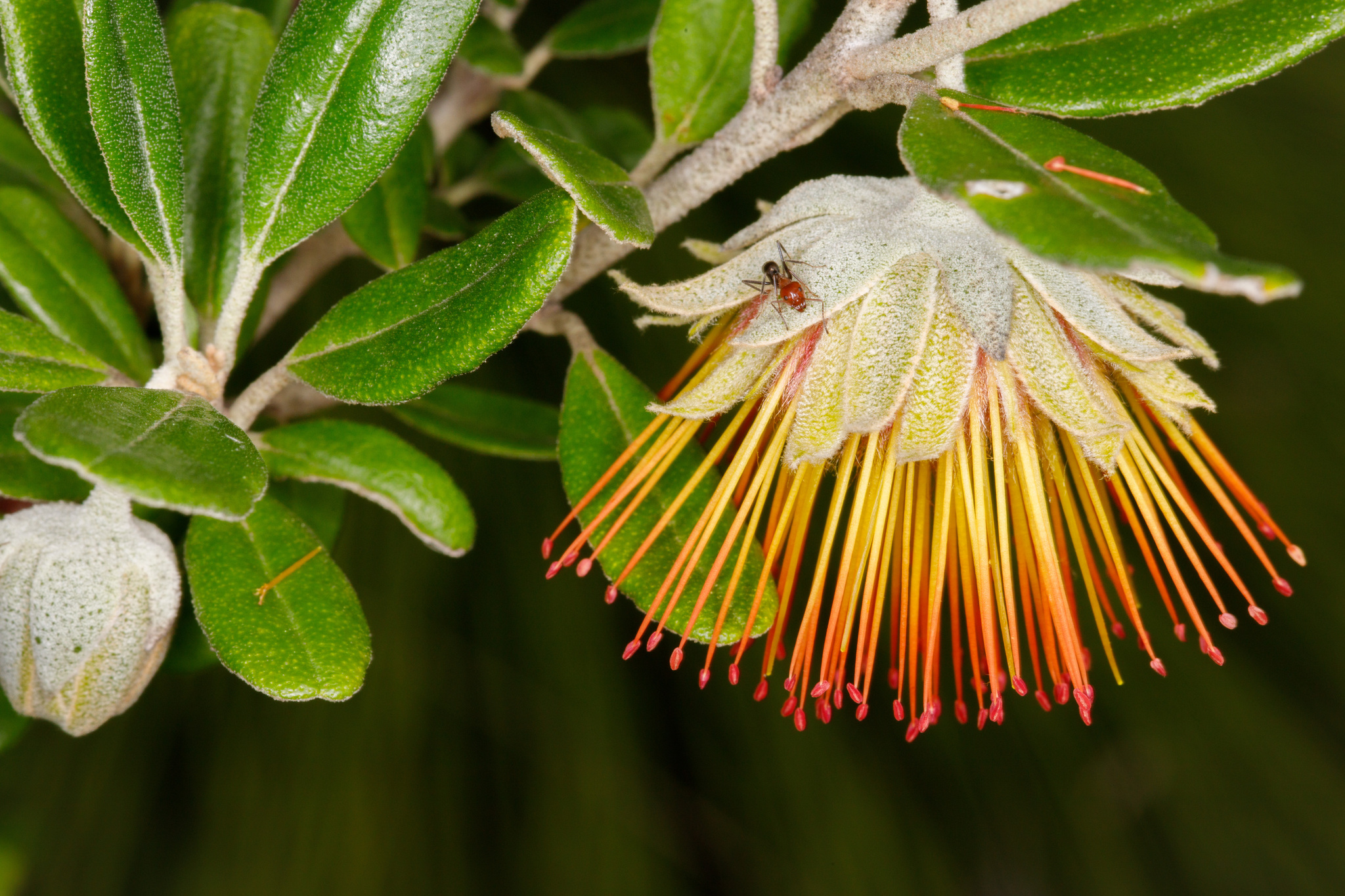 Diplolaena dampieri - KnowYourWeeds
