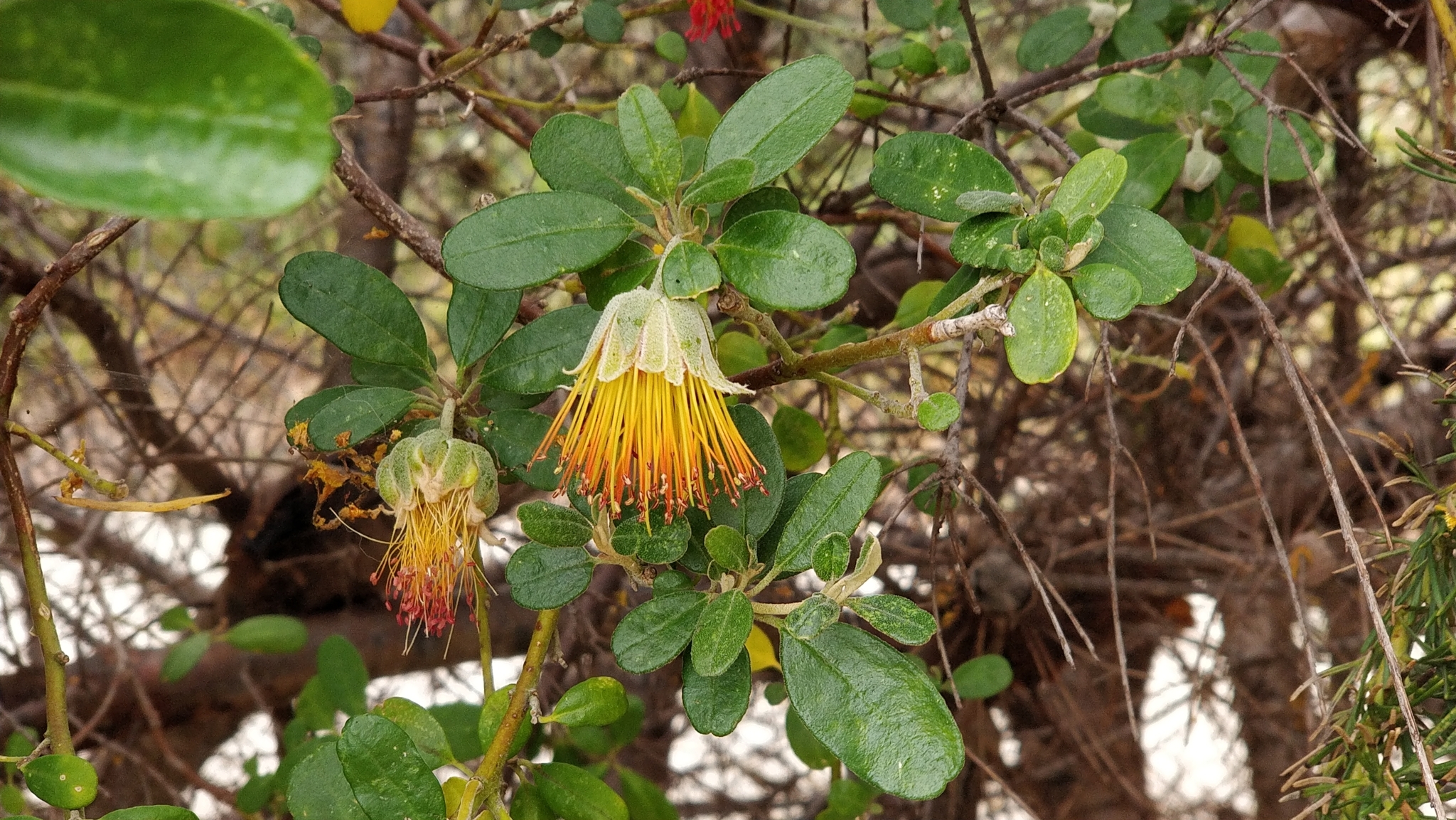 Diplolaena dampieri - KnowYourWeeds
