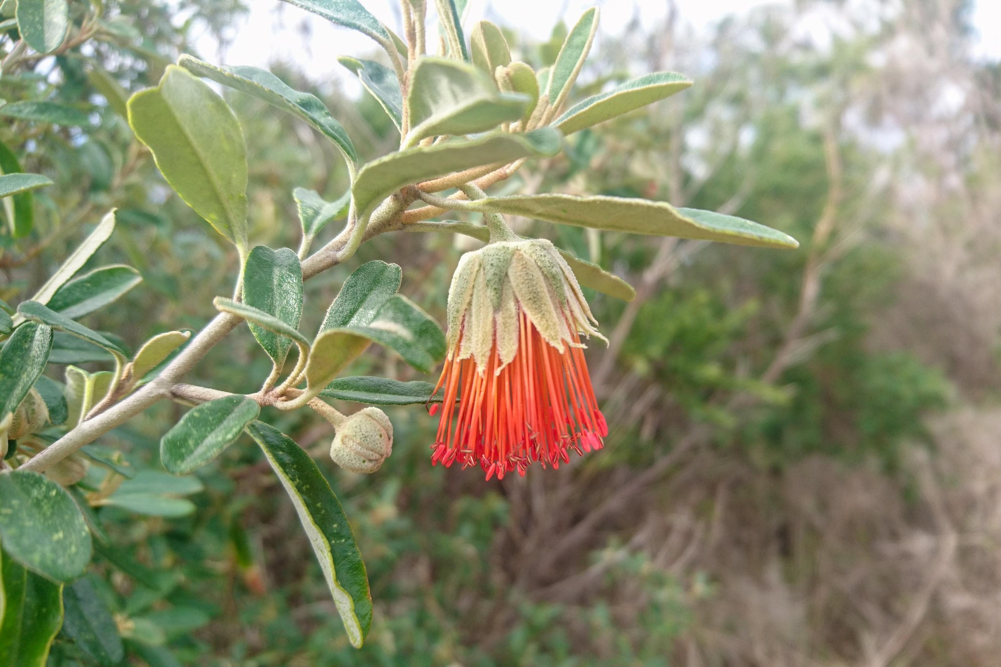 Diplolaena dampieri - KnowYourWeeds