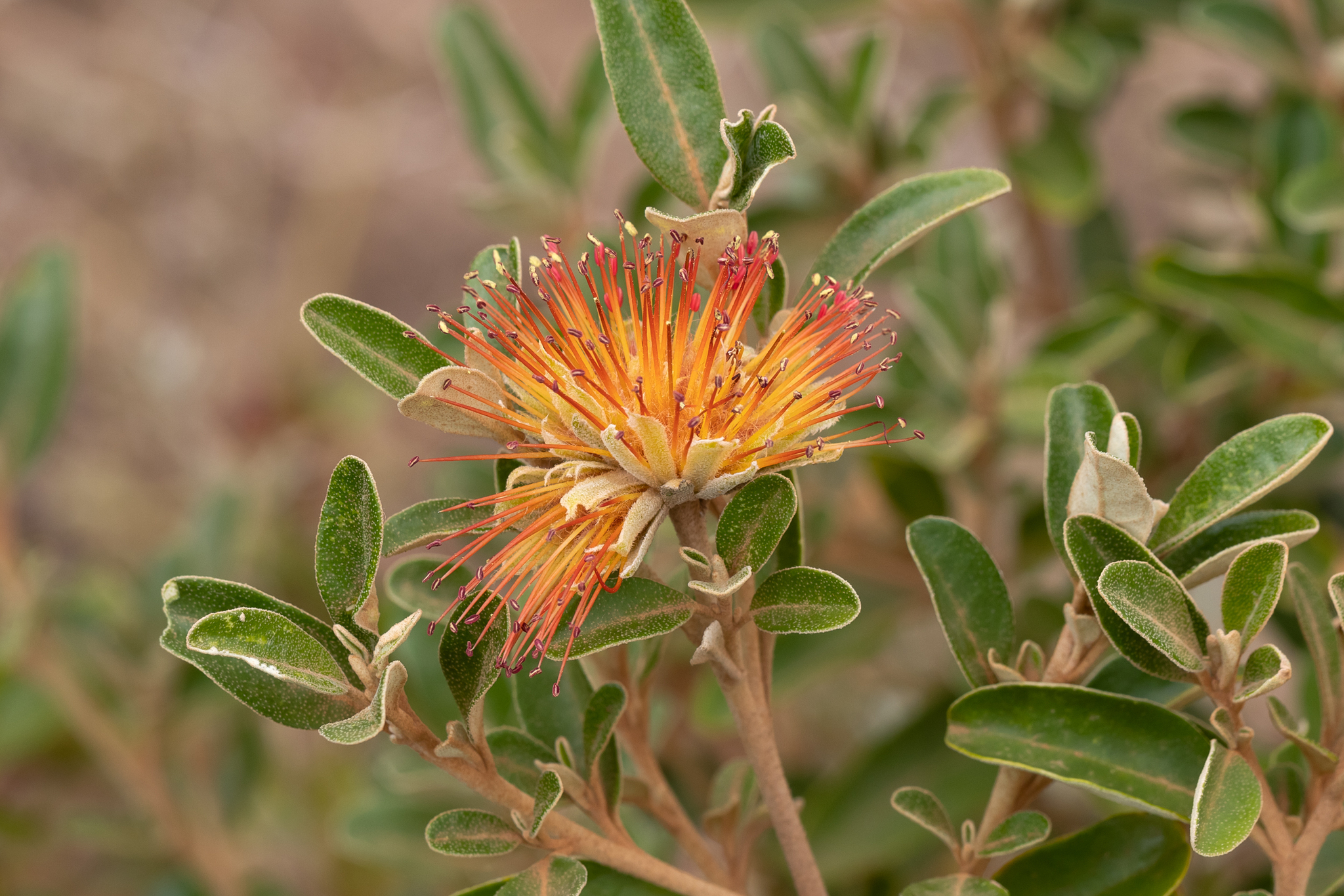 Diplolaena dampieri - KnowYourWeeds