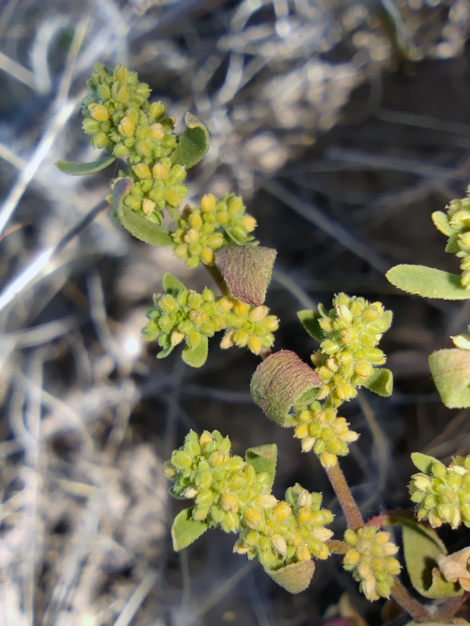 Herniaria polygama - KnowYourWeeds