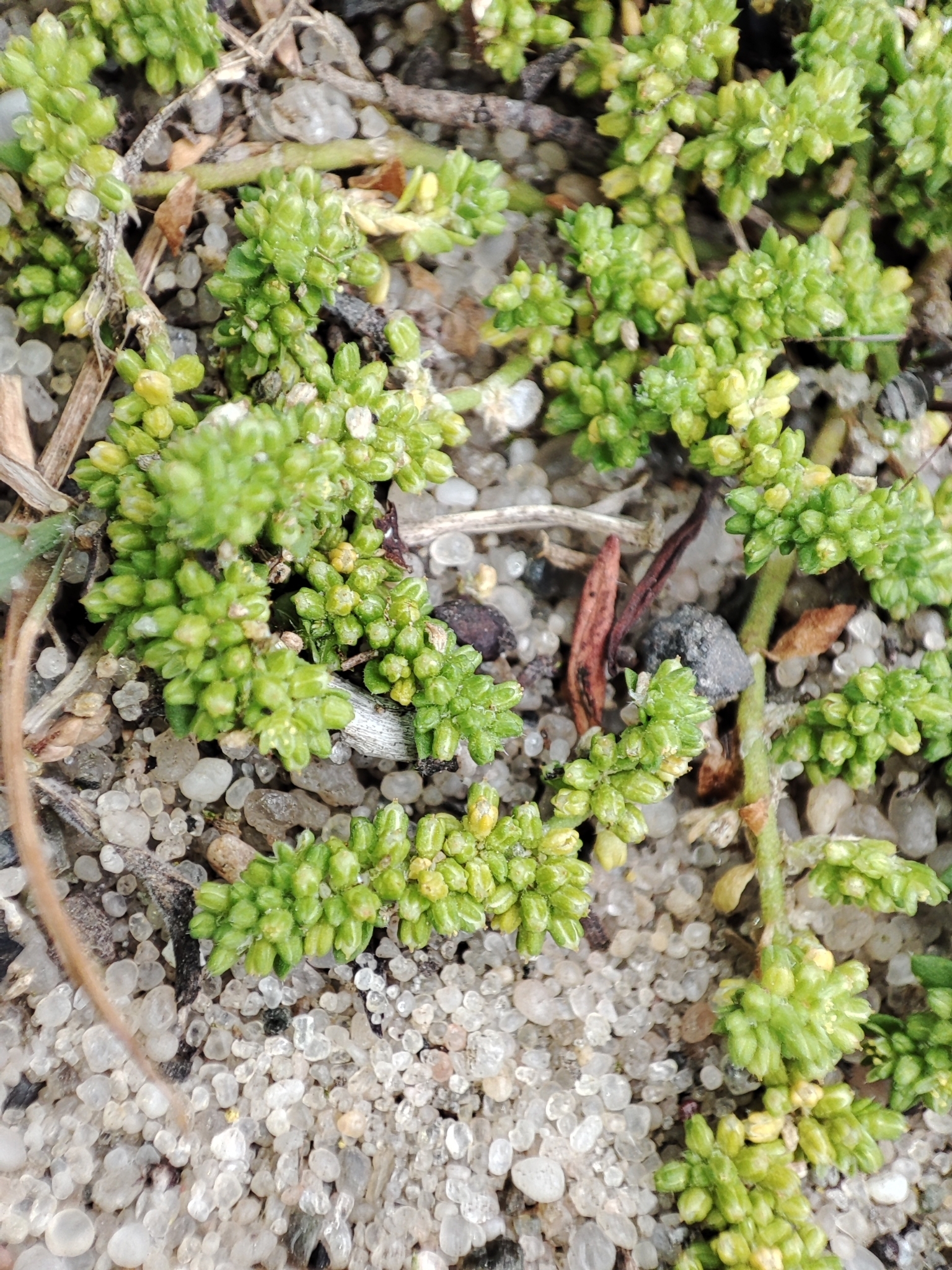Herniaria polygama - KnowYourWeeds