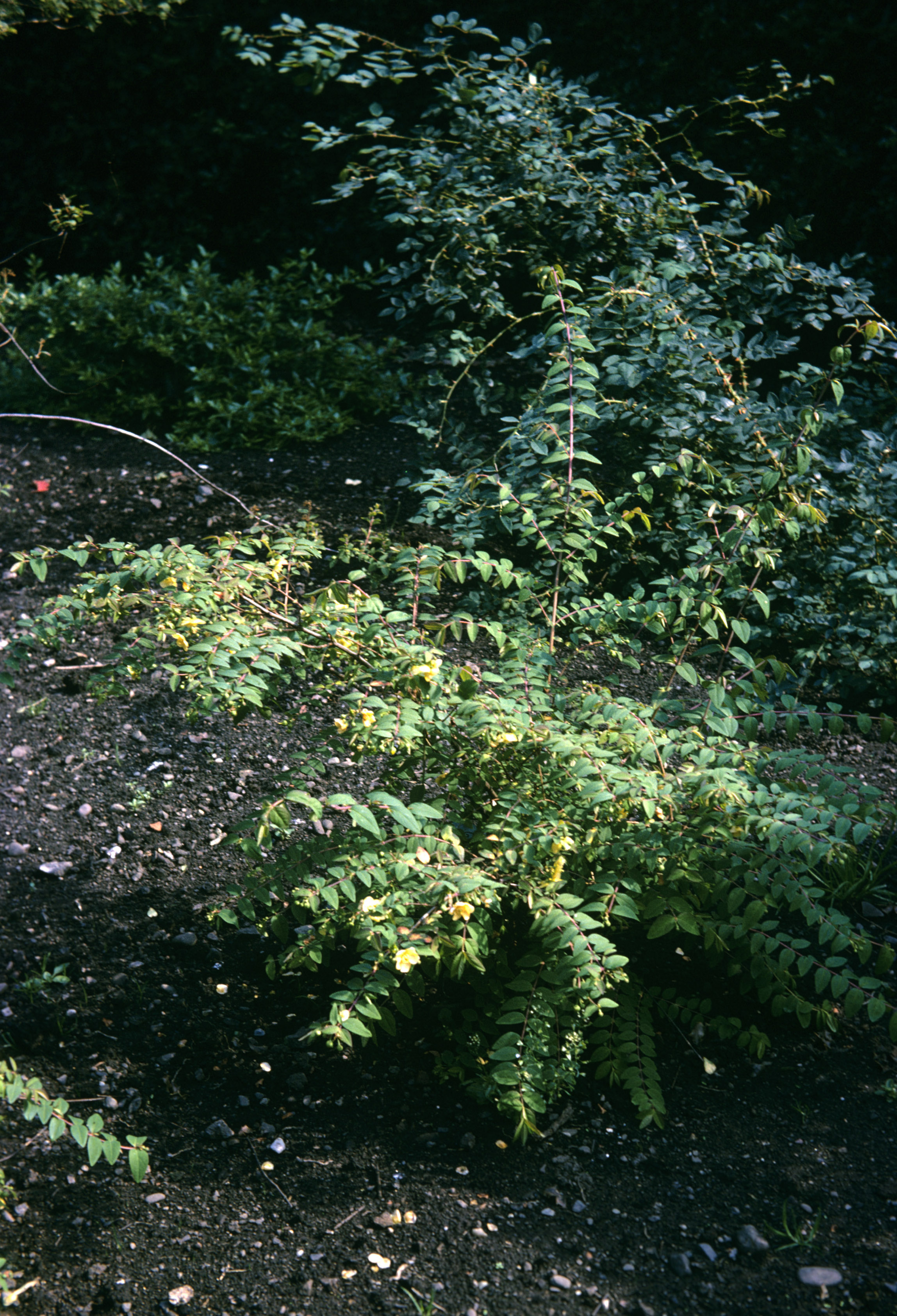 Hypericum uralum - KnowYourWeeds