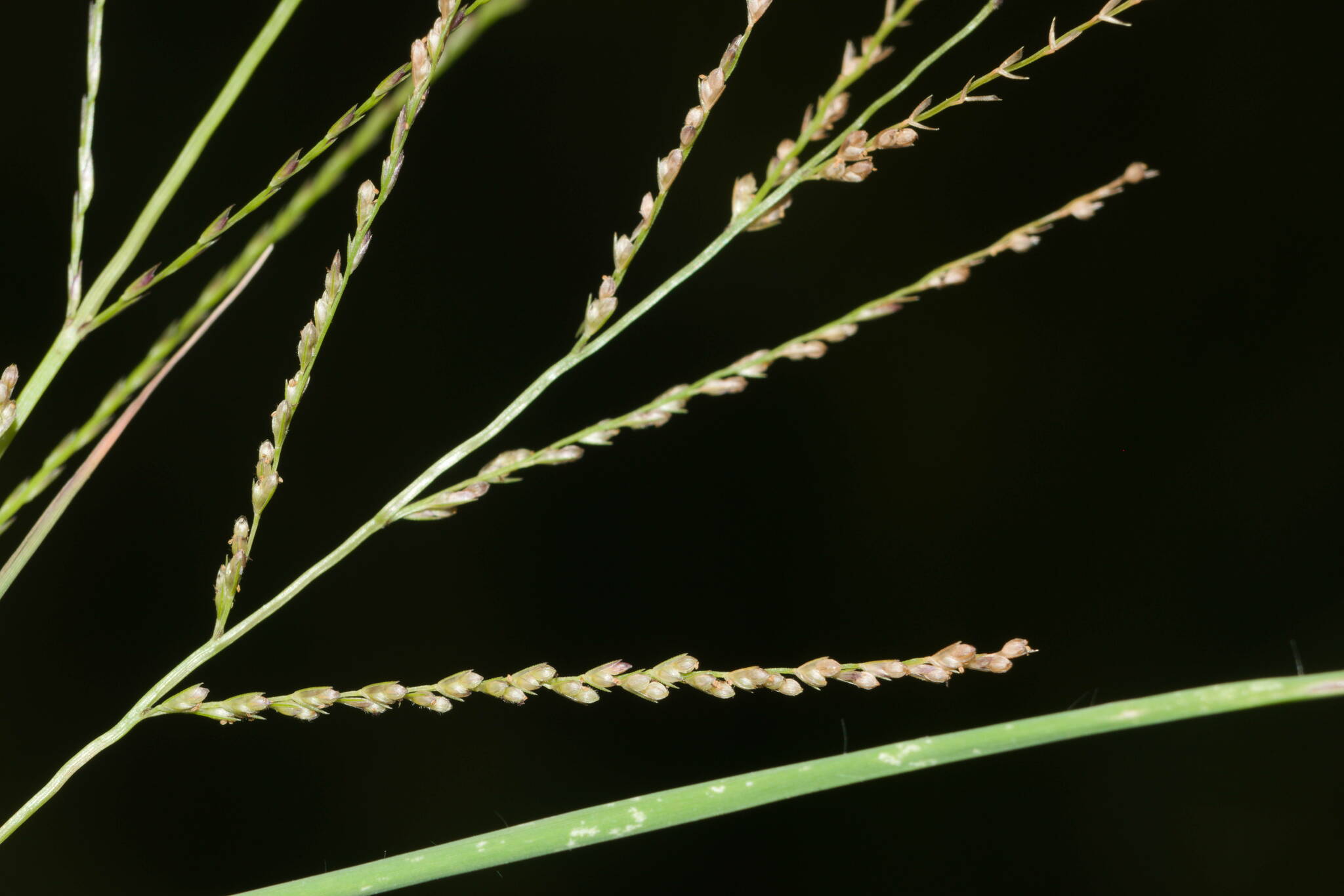 Leptochloa panicea - KnowYourWeeds