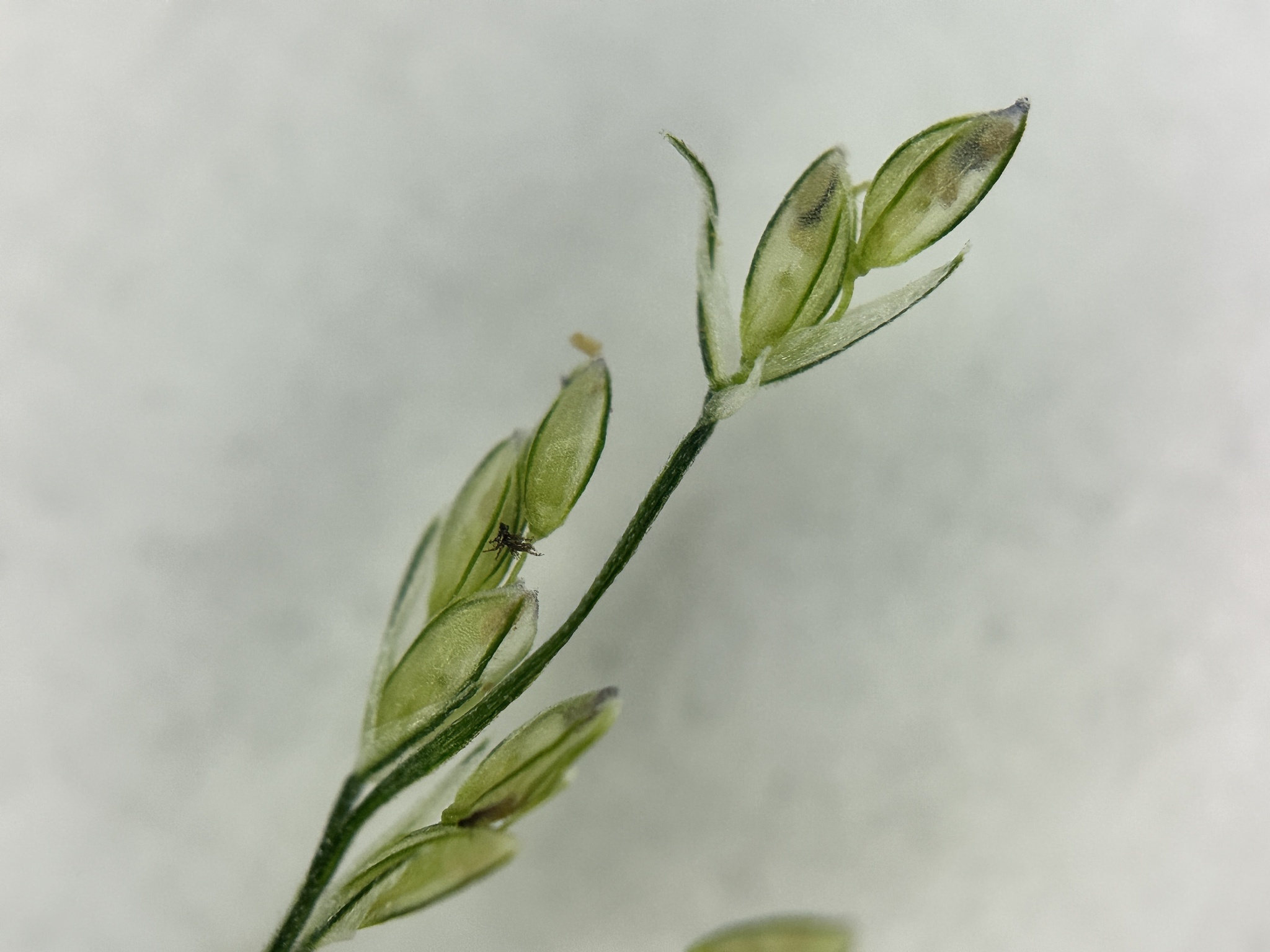 Leptochloa panicea - KnowYourWeeds