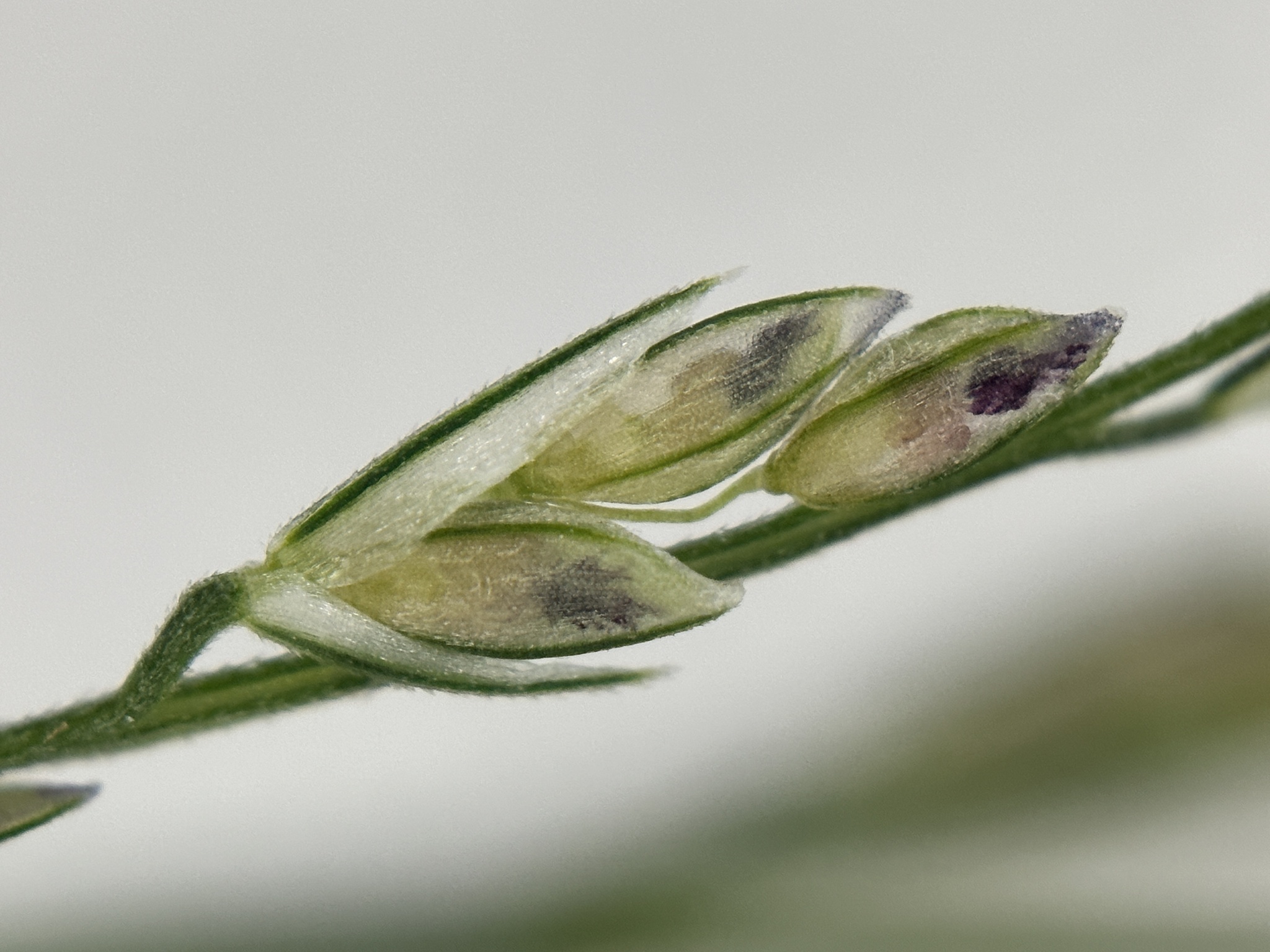 Leptochloa panicea - KnowYourWeeds