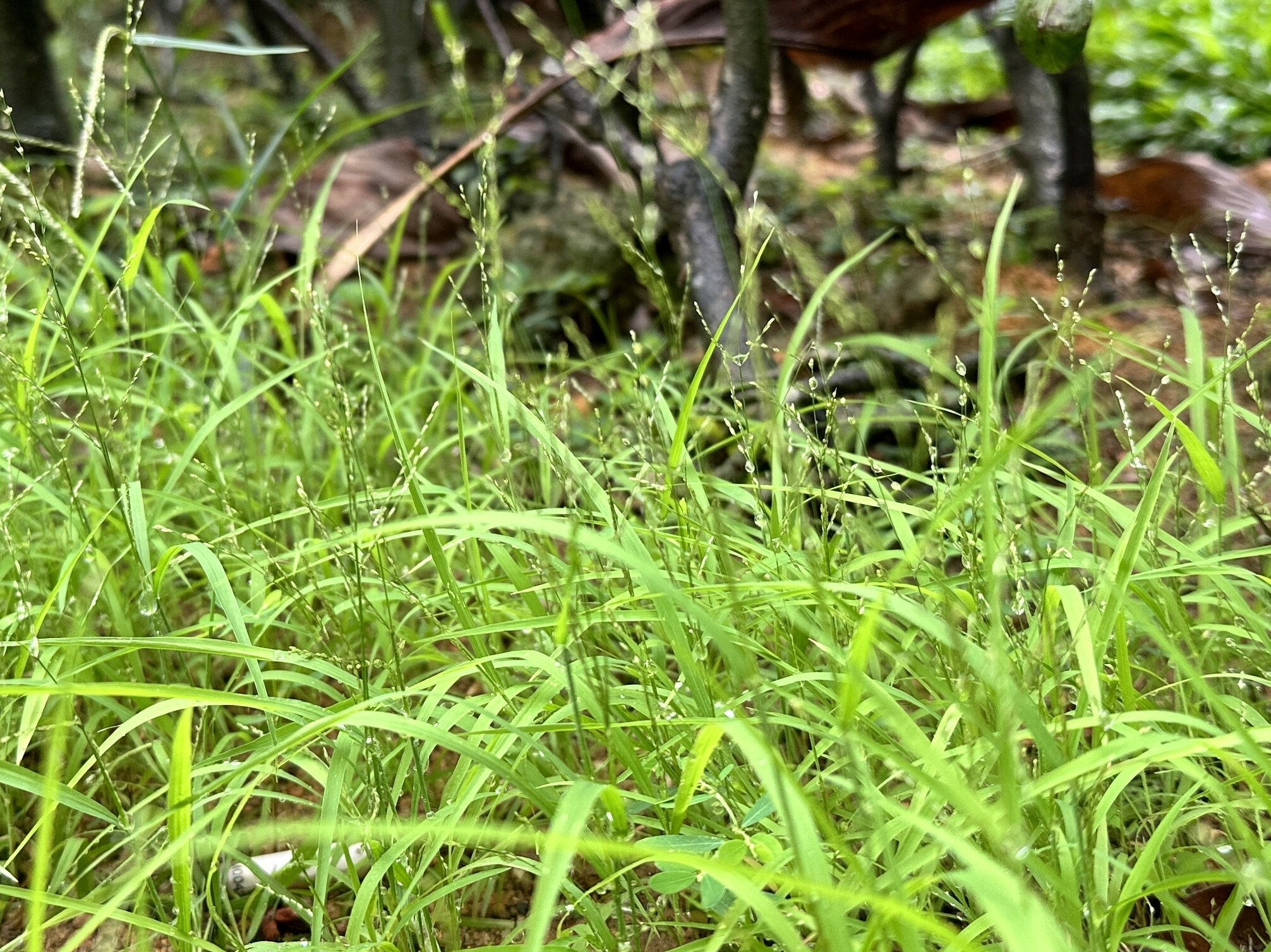 Leptochloa panicea - KnowYourWeeds