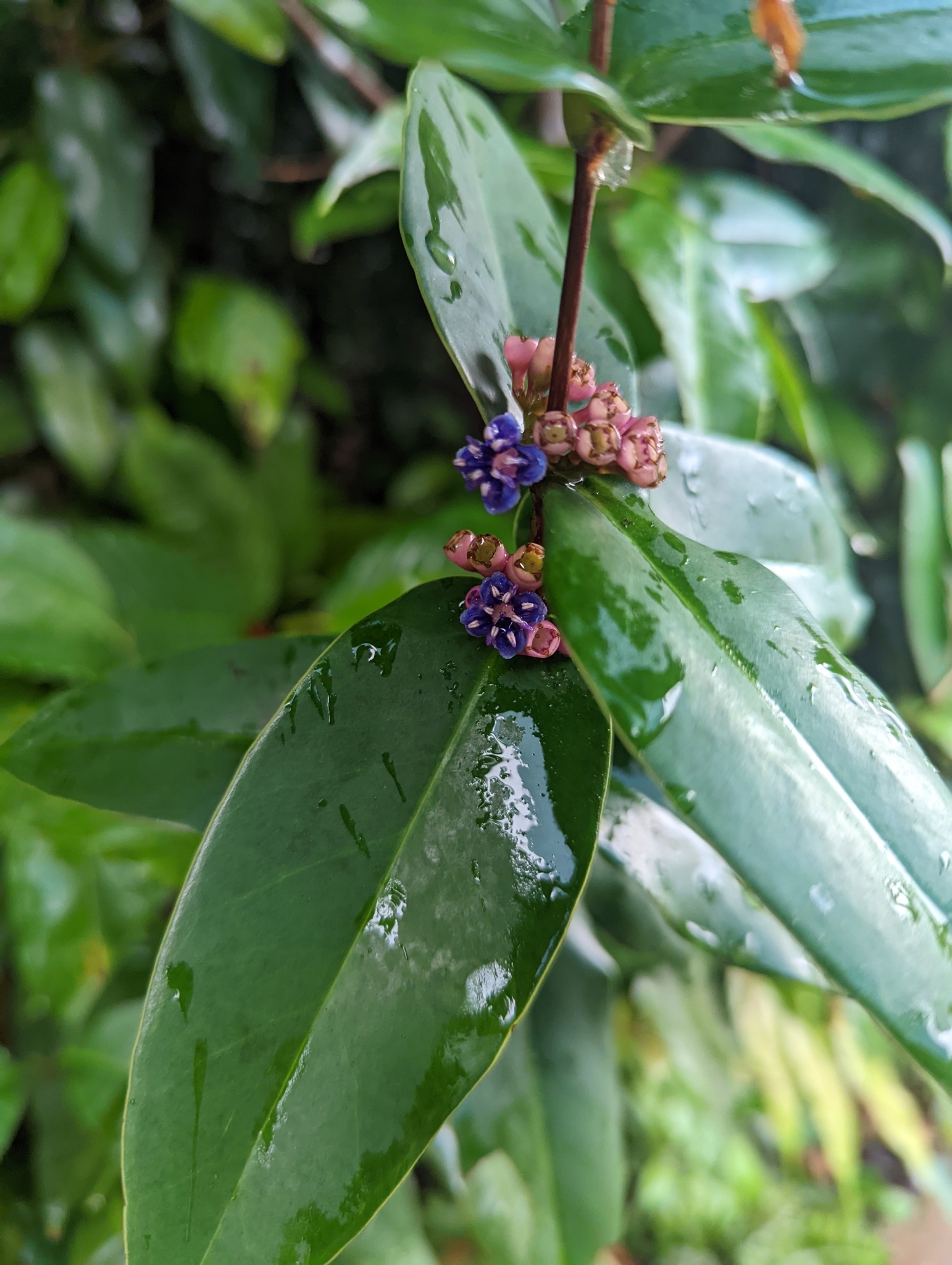 Memecylon caeruleum - KnowYourWeeds