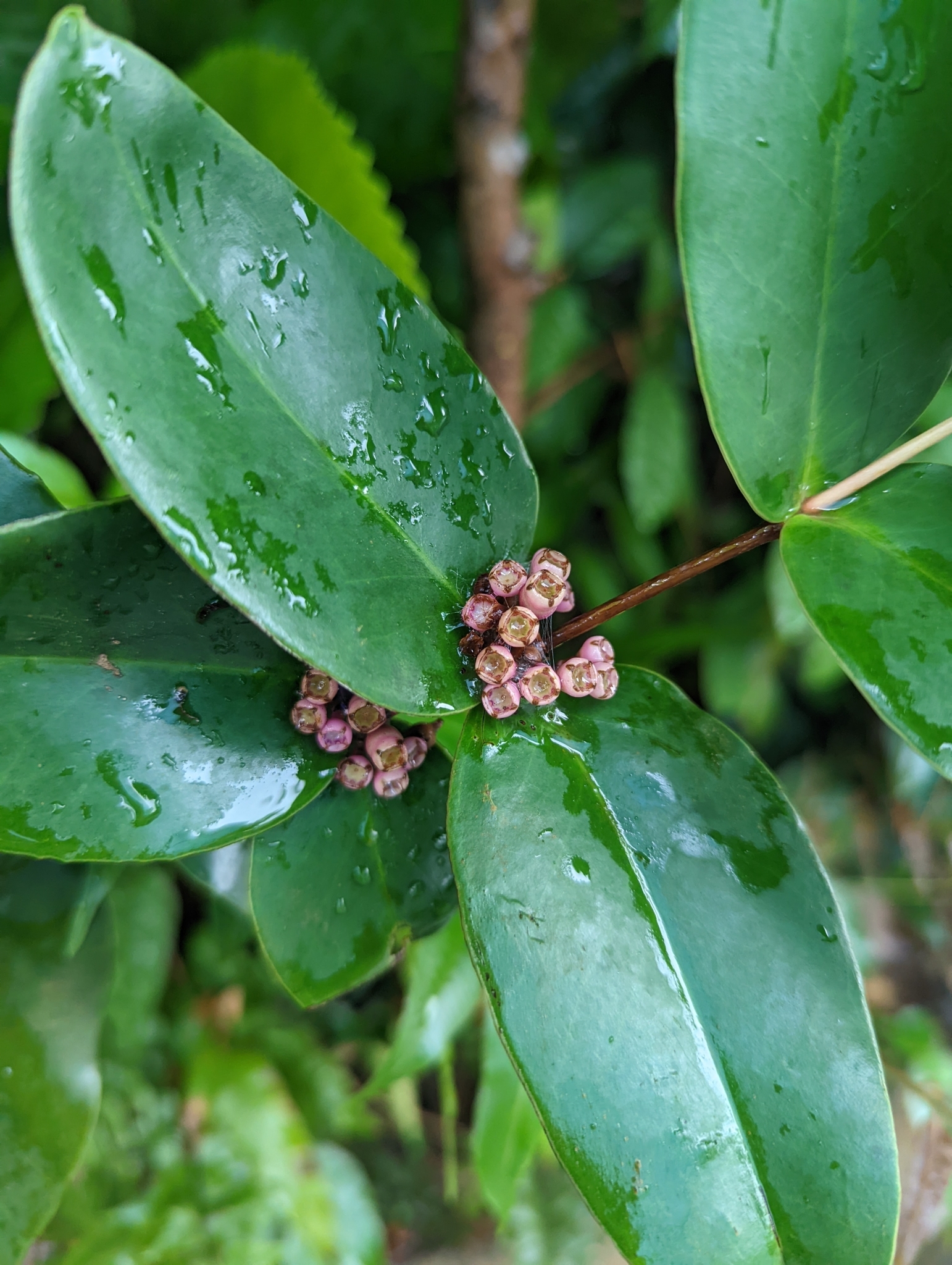 Memecylon caeruleum - KnowYourWeeds