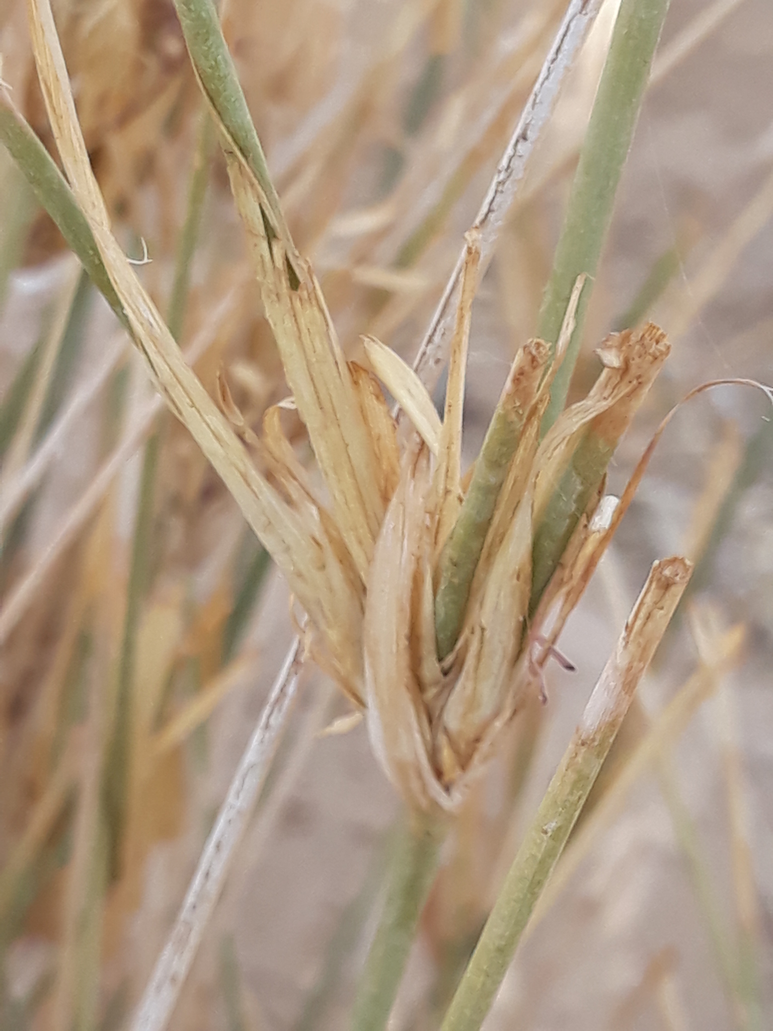 Panicum turgidum - KnowYourWeeds