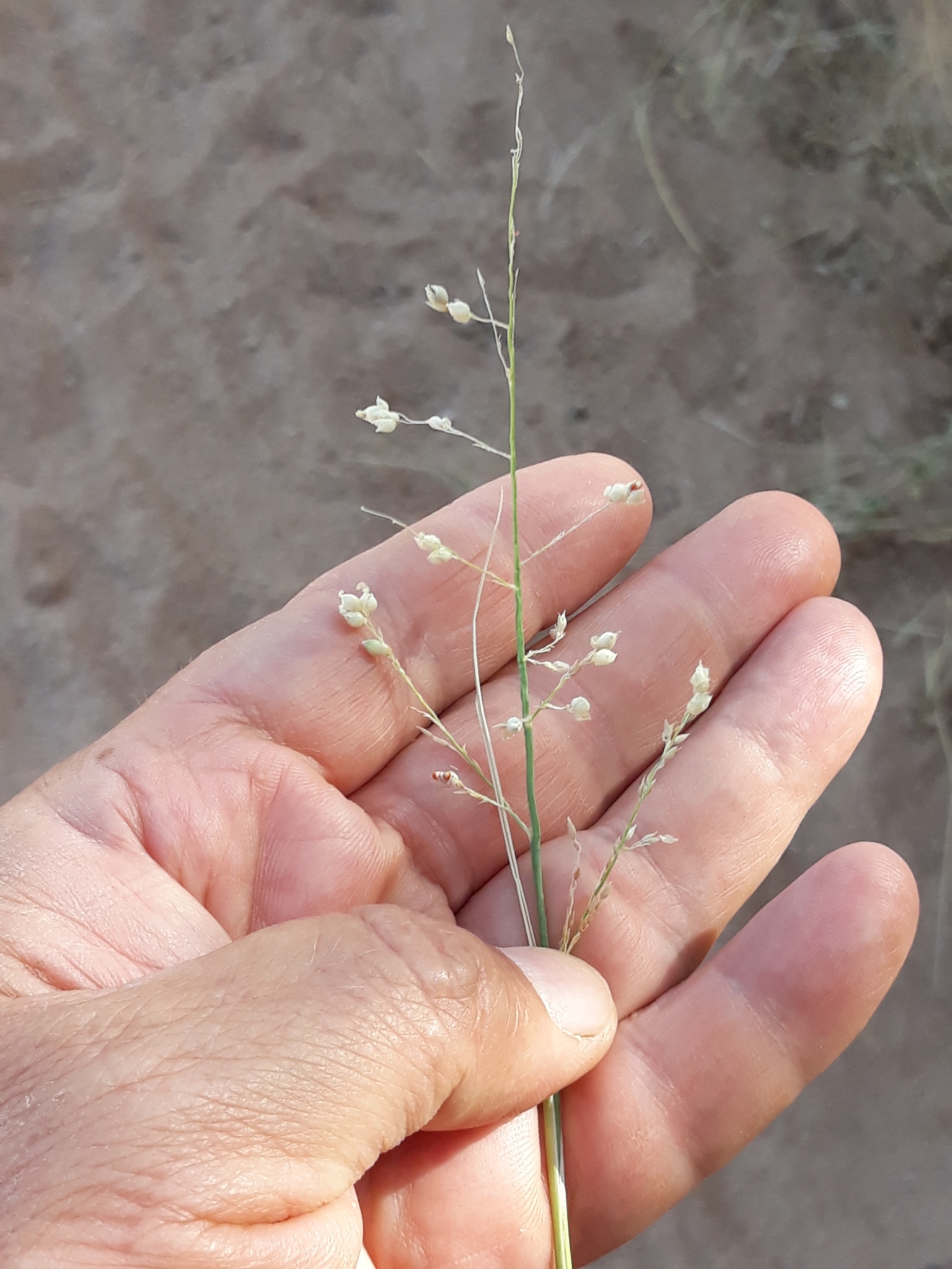 Panicum turgidum - KnowYourWeeds