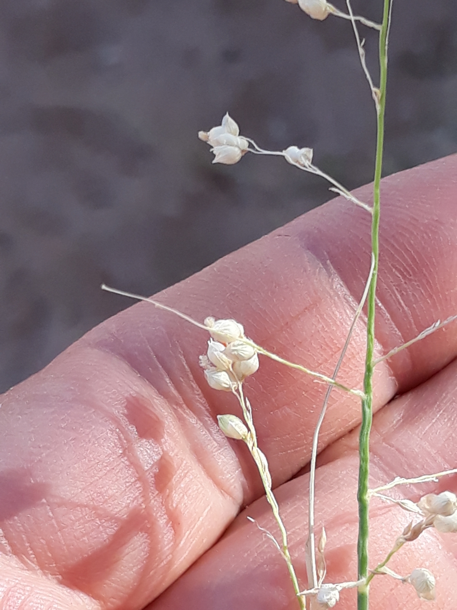 Panicum turgidum - KnowYourWeeds