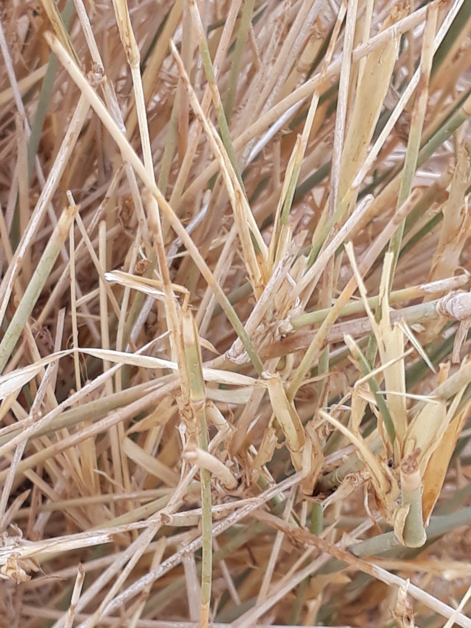 Panicum turgidum - KnowYourWeeds